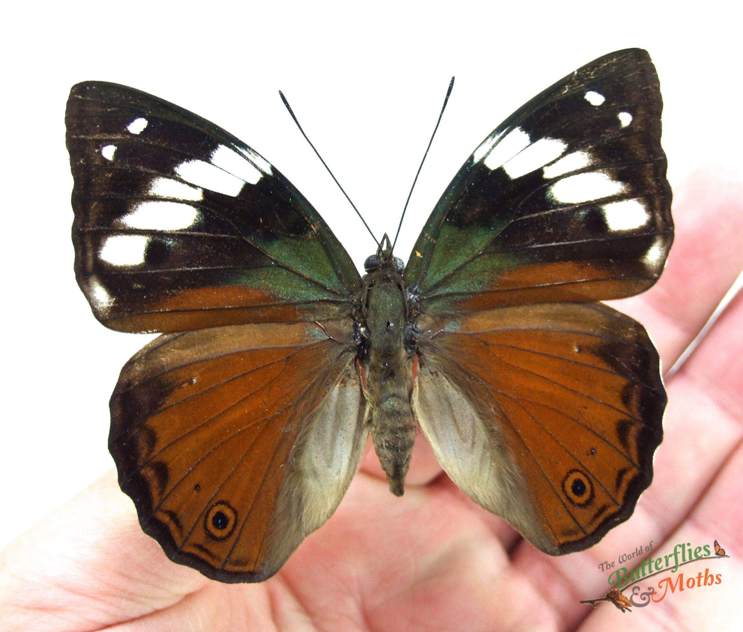 Apaturina erminea Turquoise Emperor AMBON - World of Butterflies and Moths