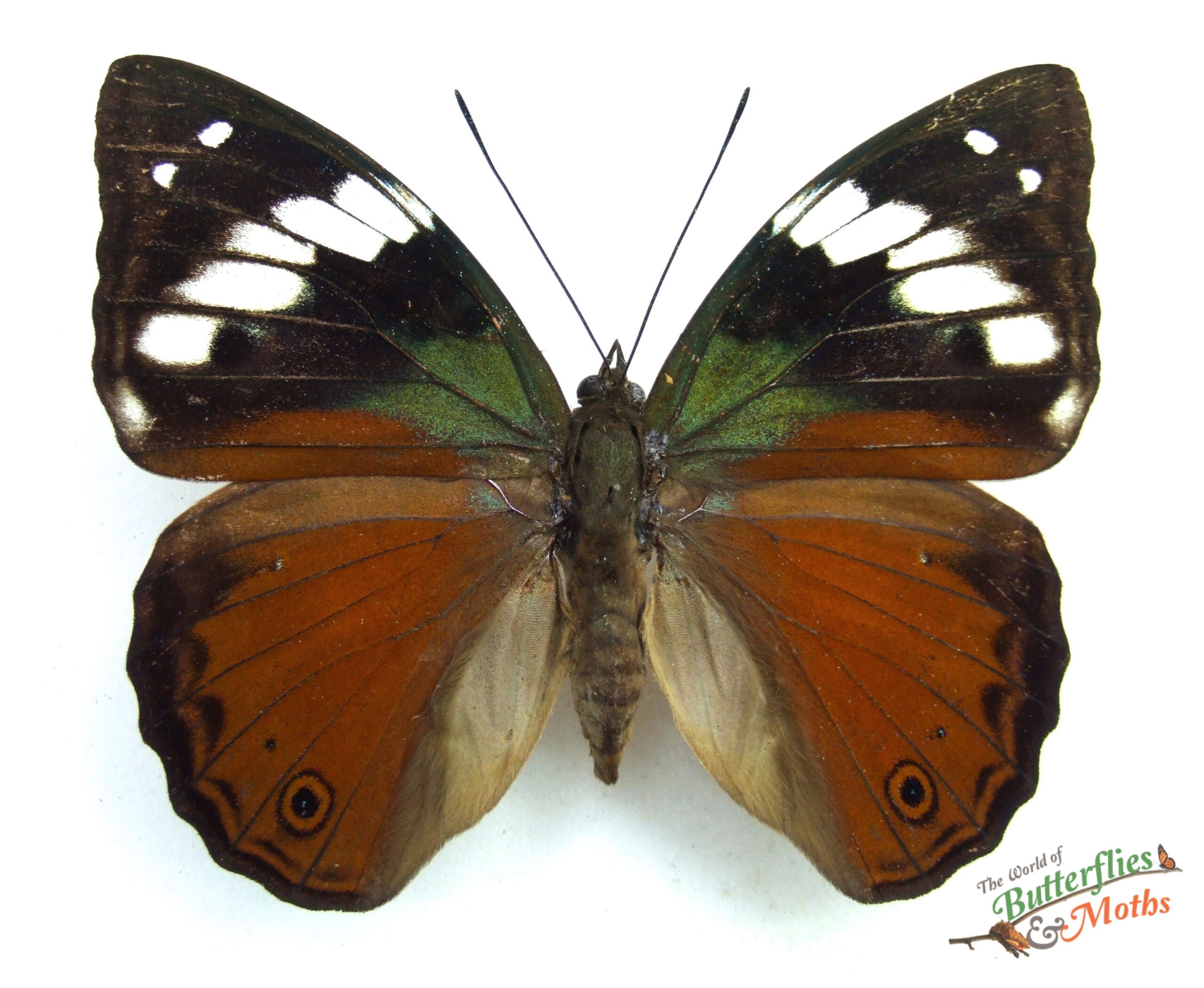 Apaturina erminea Ambon SERAM (female) - World of Butterflies and Moths