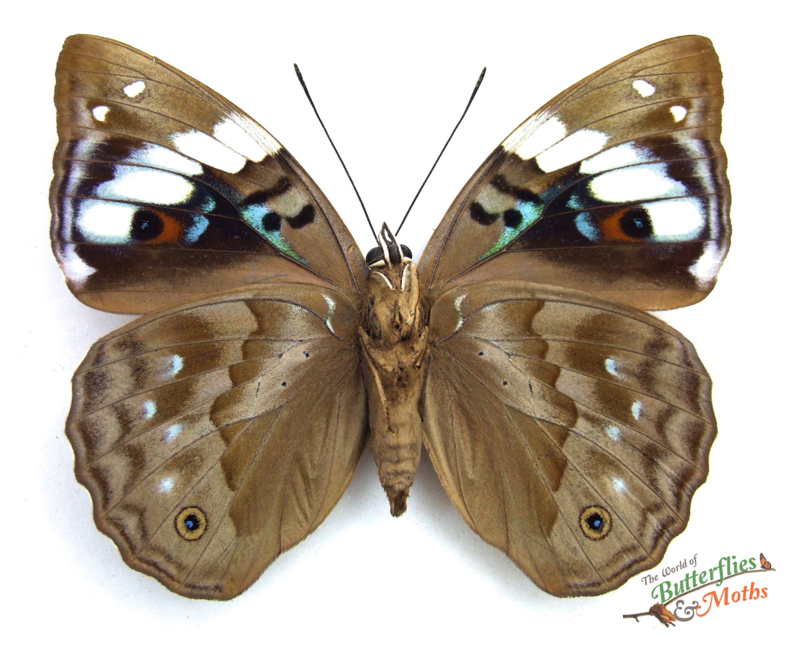 Apaturina erminea Turquoise Emperor AMBON - World of Butterflies and Moths