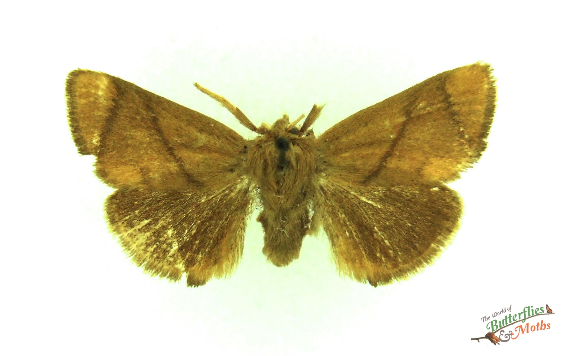 Apoda limacodes THE FESTOON (1902) - World of Butterflies and Moths