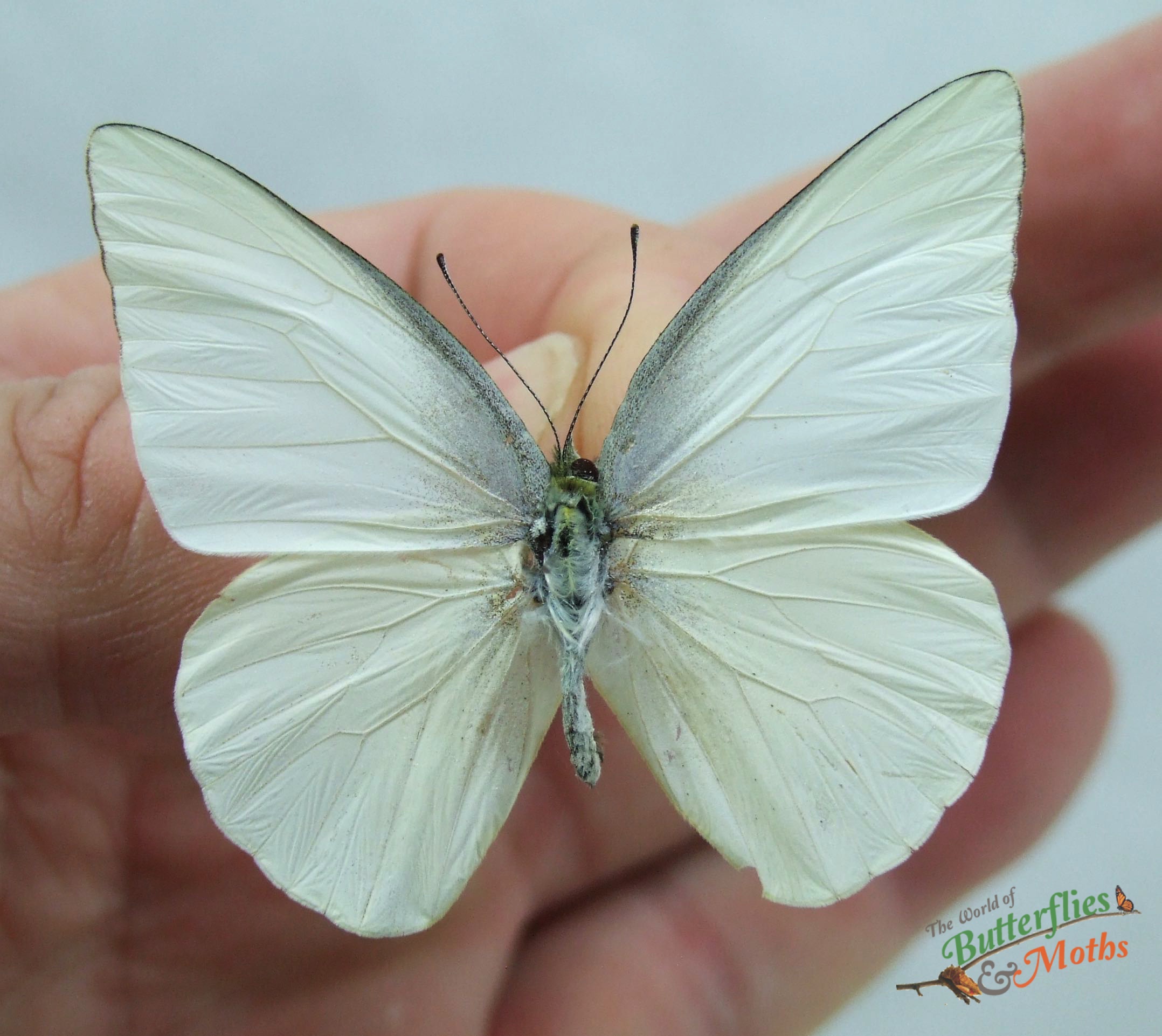 Appias albina Common Albatross butterfly - World of Butterflies and Moths