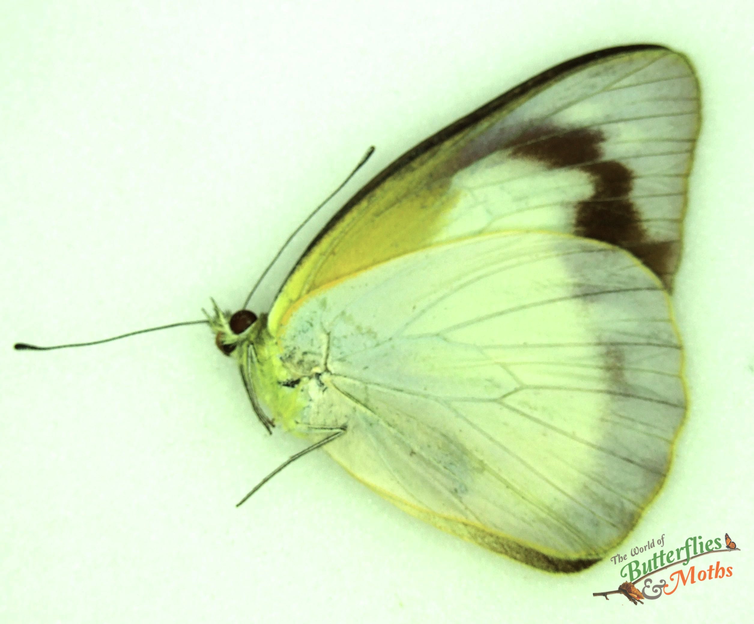 Appias albina Common Albatross butterfly - World of Butterflies and Moths