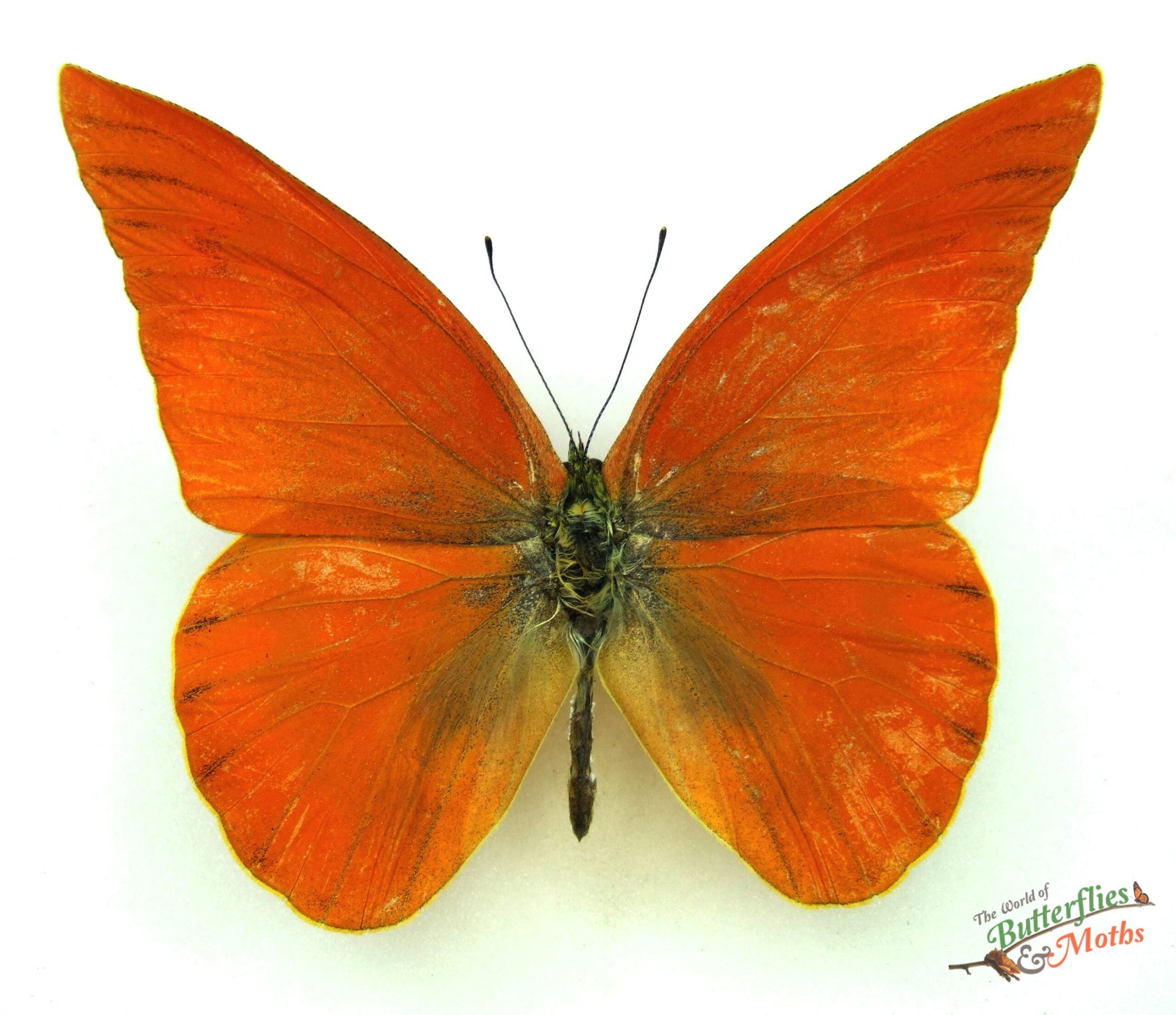 Appias zarinda BUTON - World of Butterflies and Moths