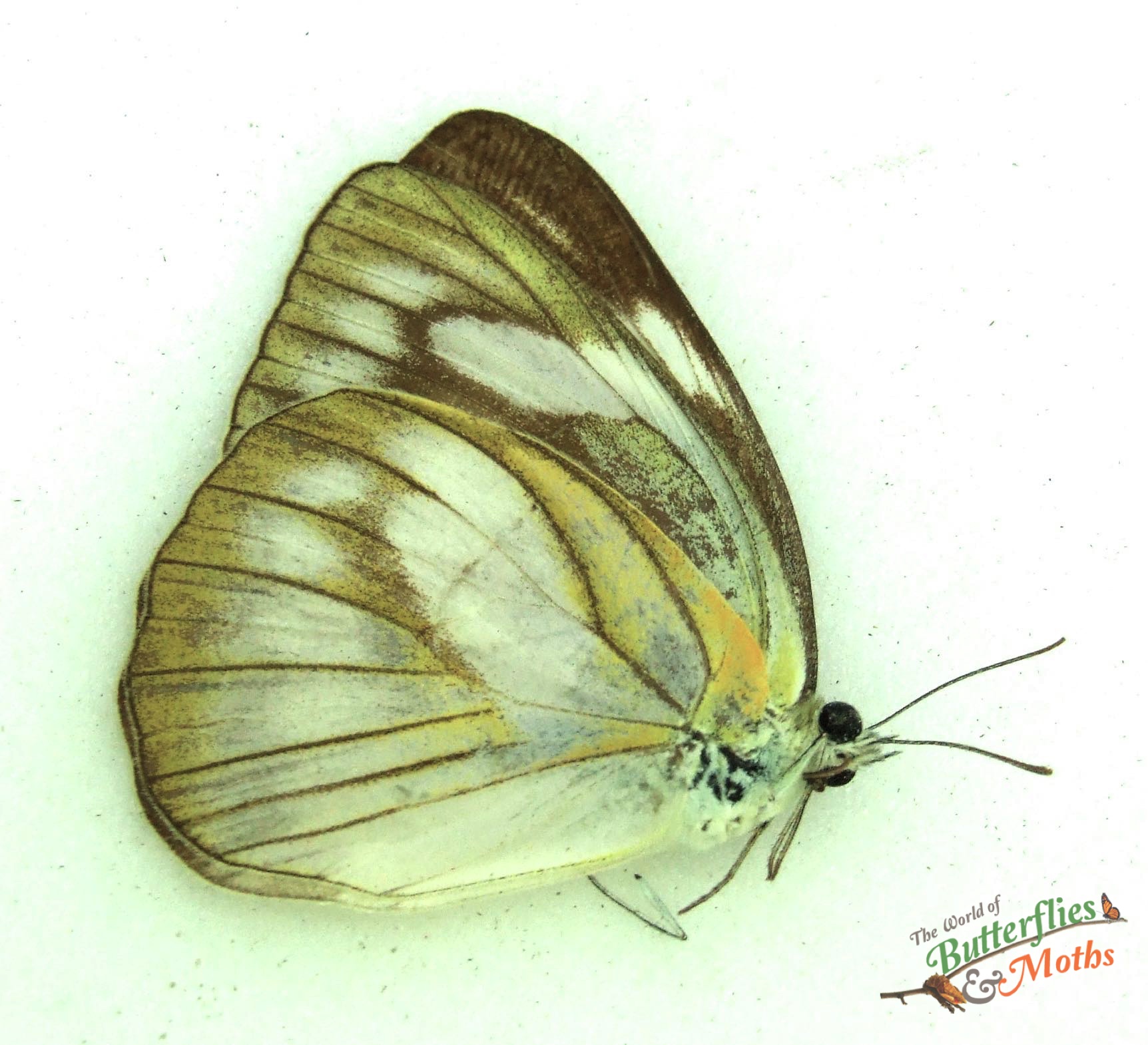 Appias olferna THAILAND PH - World of Butterflies and Moths