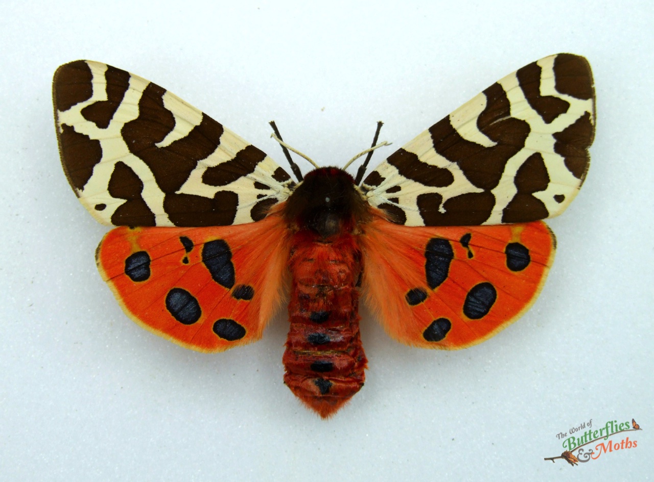 Arctia caja Garden Tiger Moth Poland - World of Butterflies and Moths