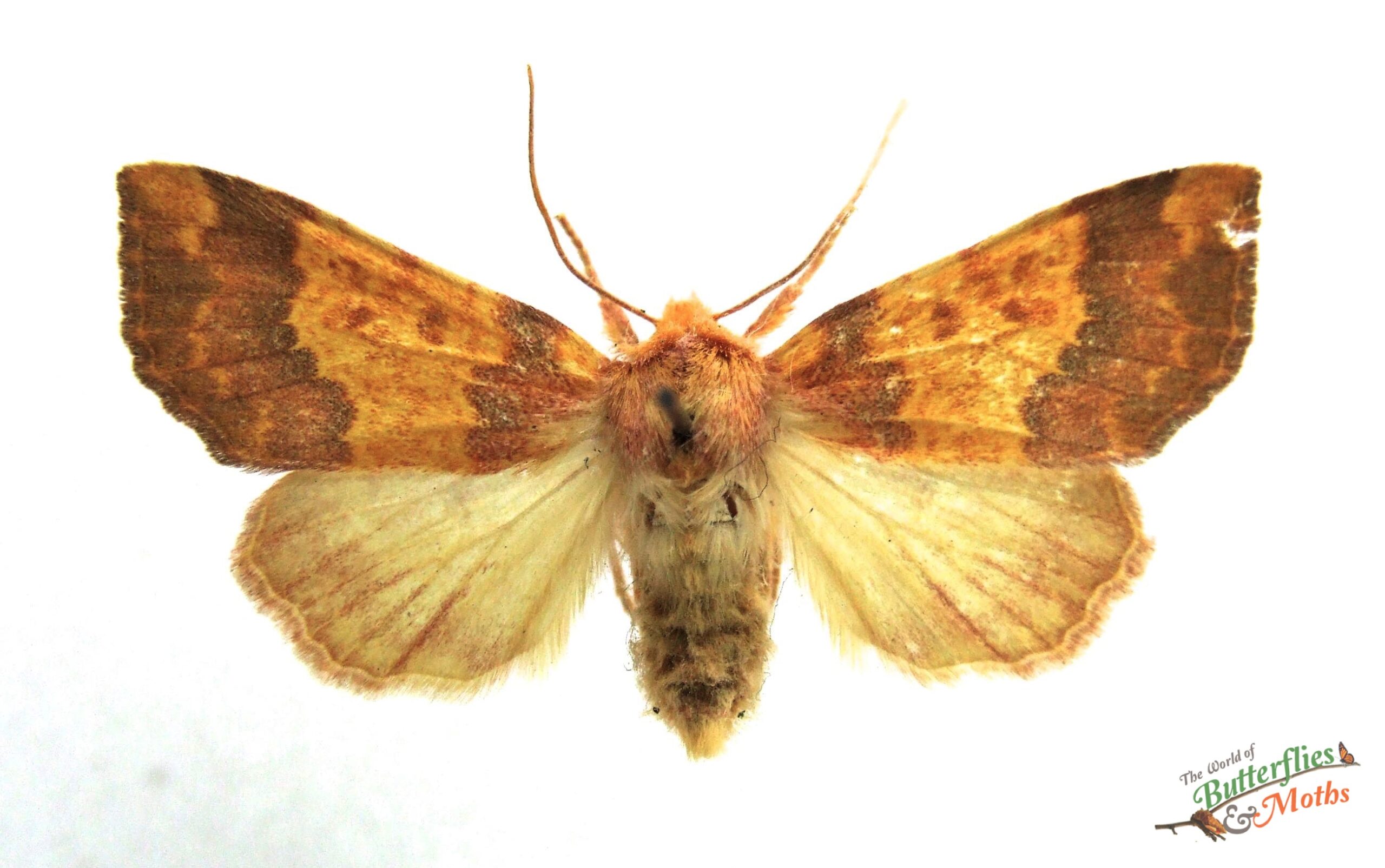Atethmia centrago CENTRE BARRED SALLOW - World of Butterflies and Moths