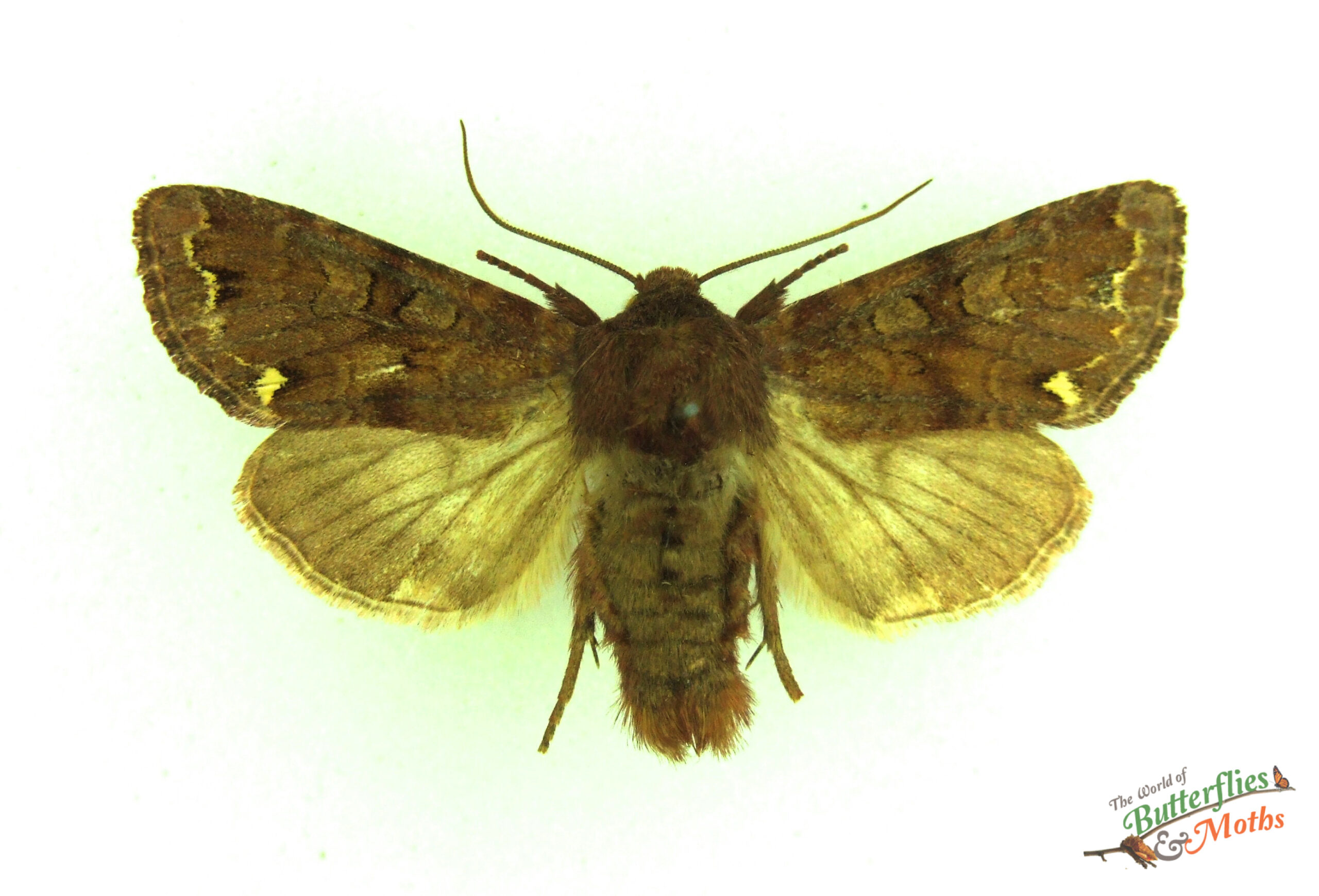 Melanchra pisi BROOM MOTH - World of Butterflies and Moths