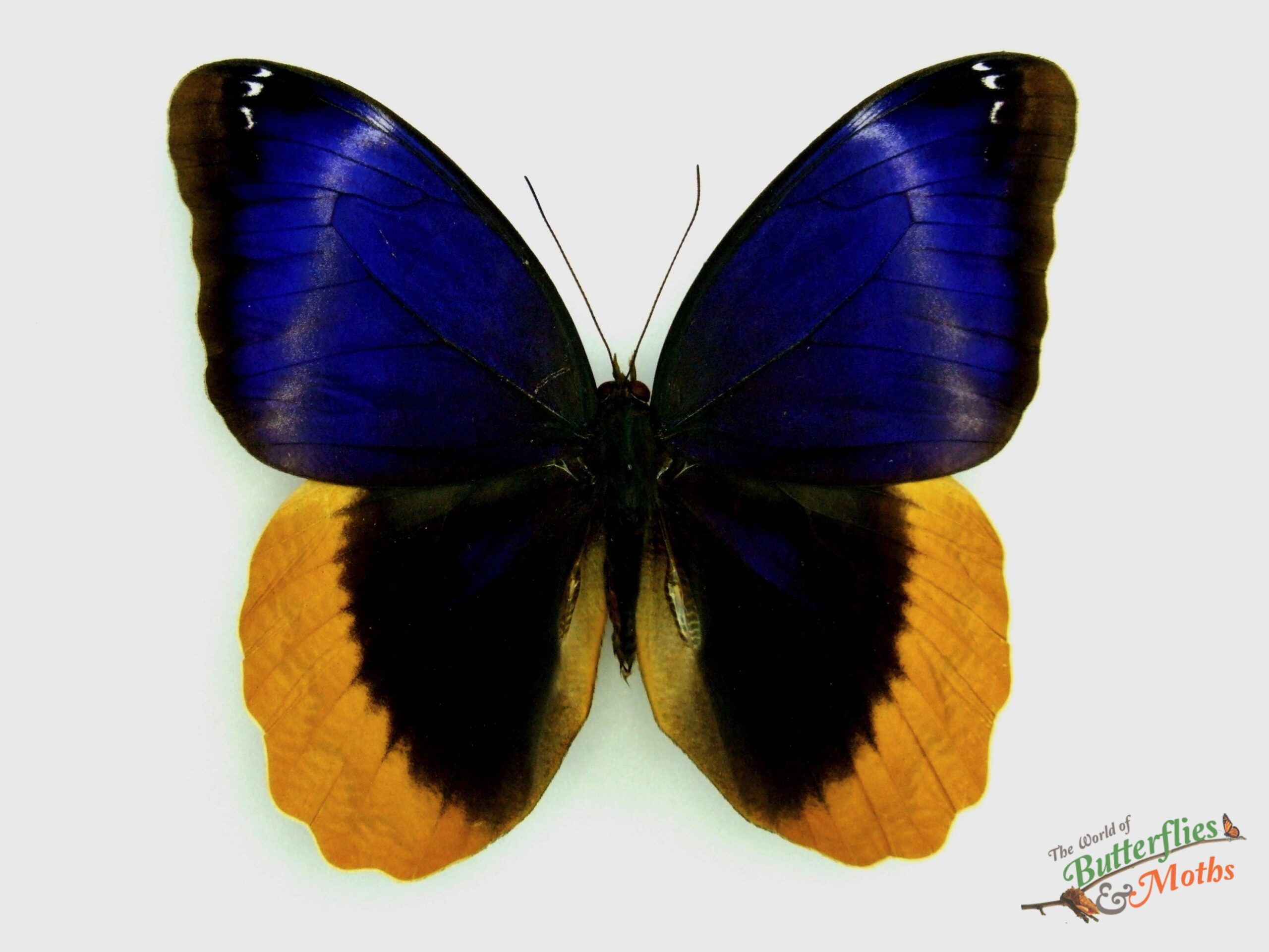 Caligo uranus MEXICO - World of Butterflies and Moths