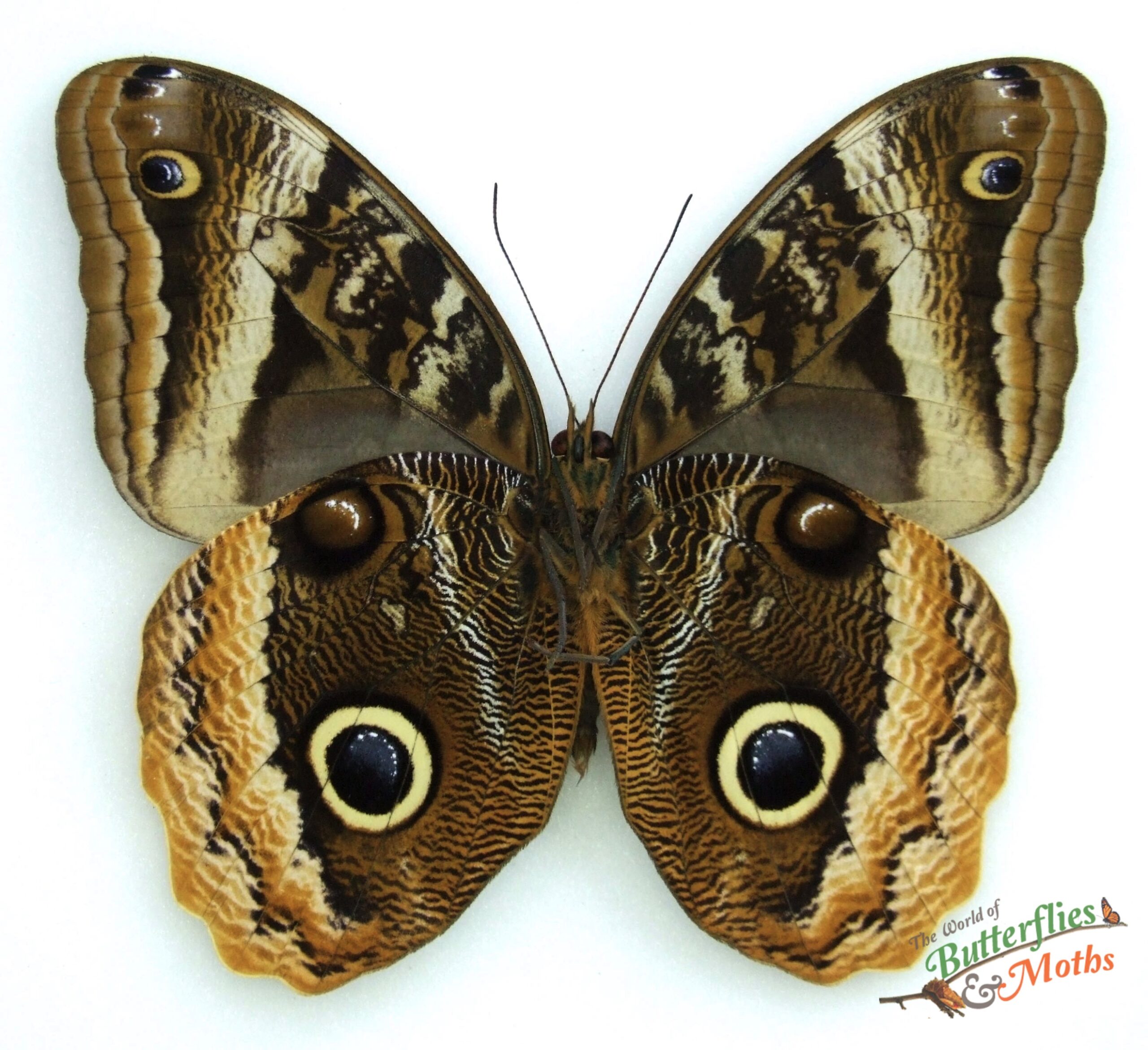 Caligo uranus MEXICO - World of Butterflies and Moths