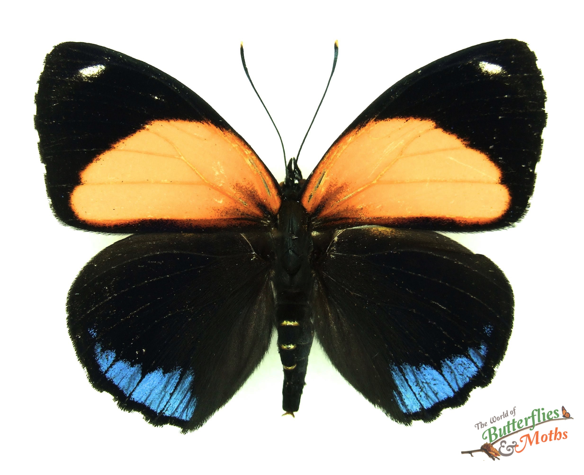 Callicore eunomia Numberwing PERU - World of Butterflies and Moths