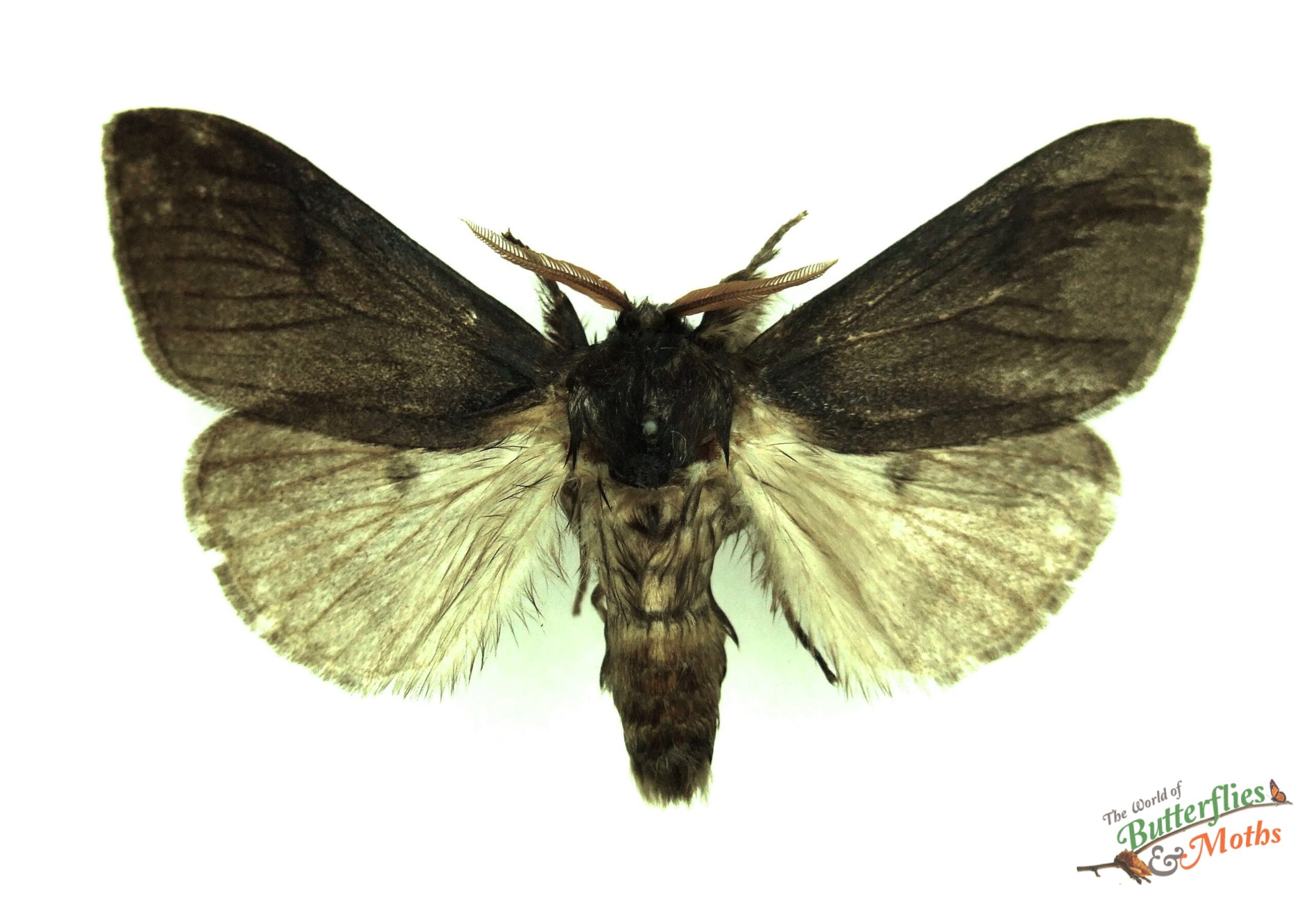 Calliteara pudibunda ab. concolor PALE TUSSOCK - World of Butterflies ...