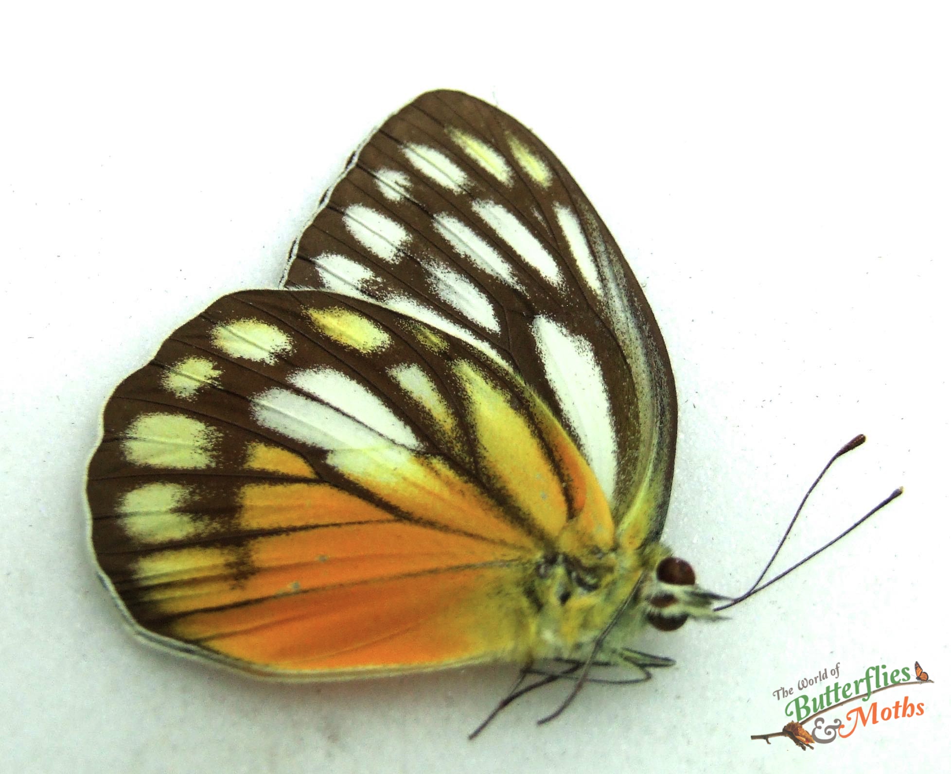 Cepora timnatha PHILIPPINES PH - World of Butterflies and Moths
