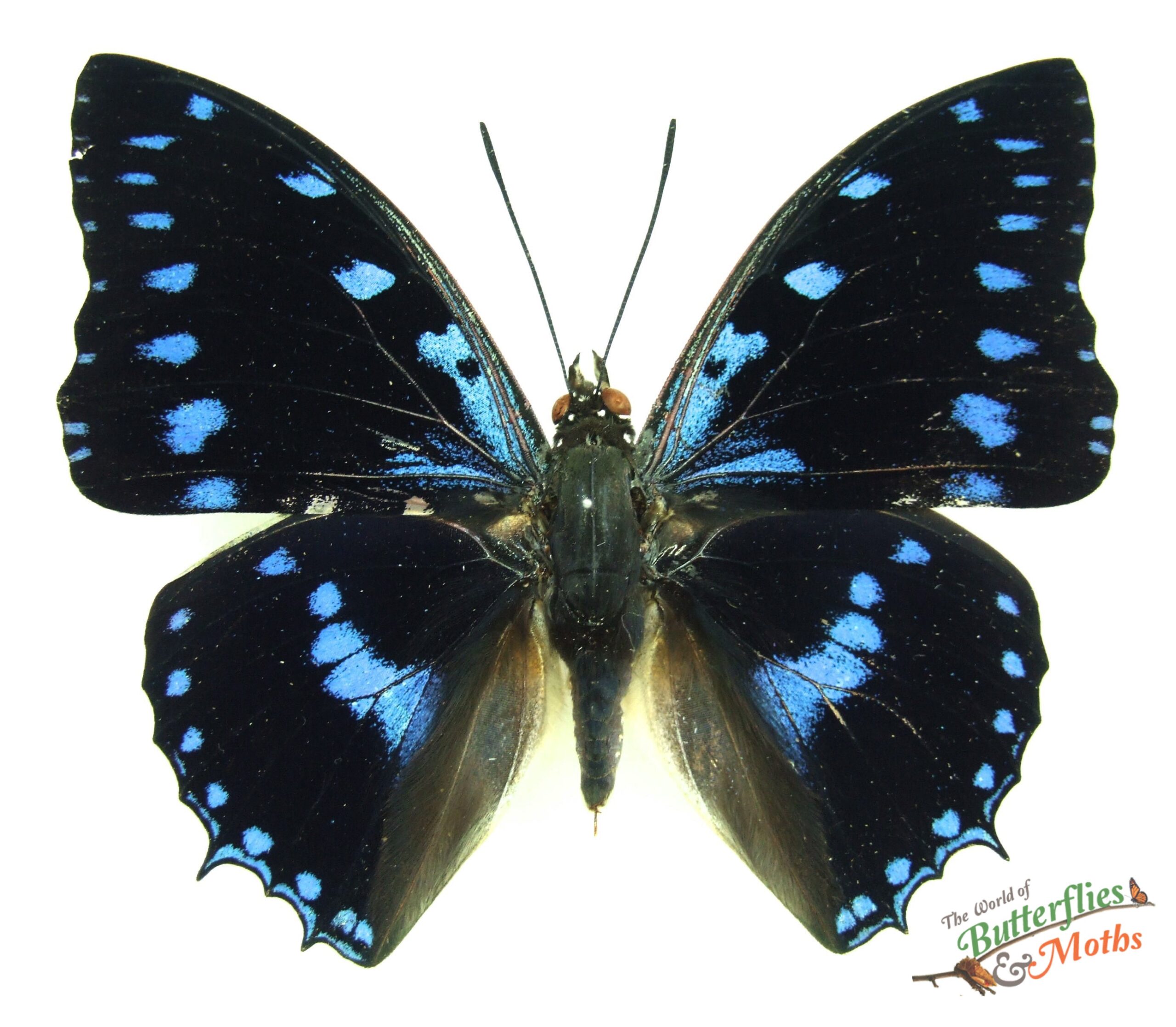 Charaxes ameliae Blue Spotted Charaxes C.A.R - World of Butterflies and ...
