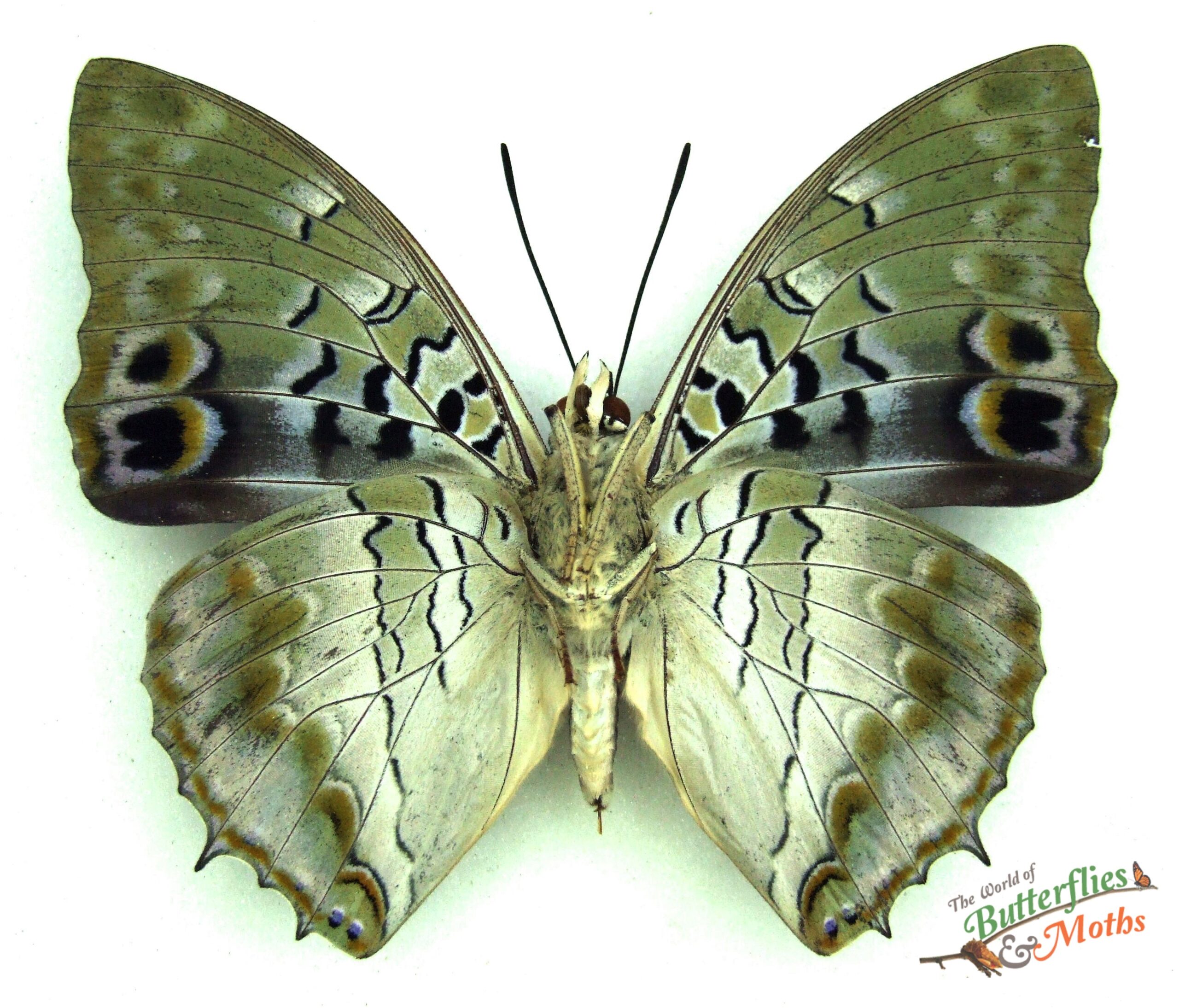 Charaxes ameliae Blue Spotted Charaxes C.A.R - World of Butterflies and ...