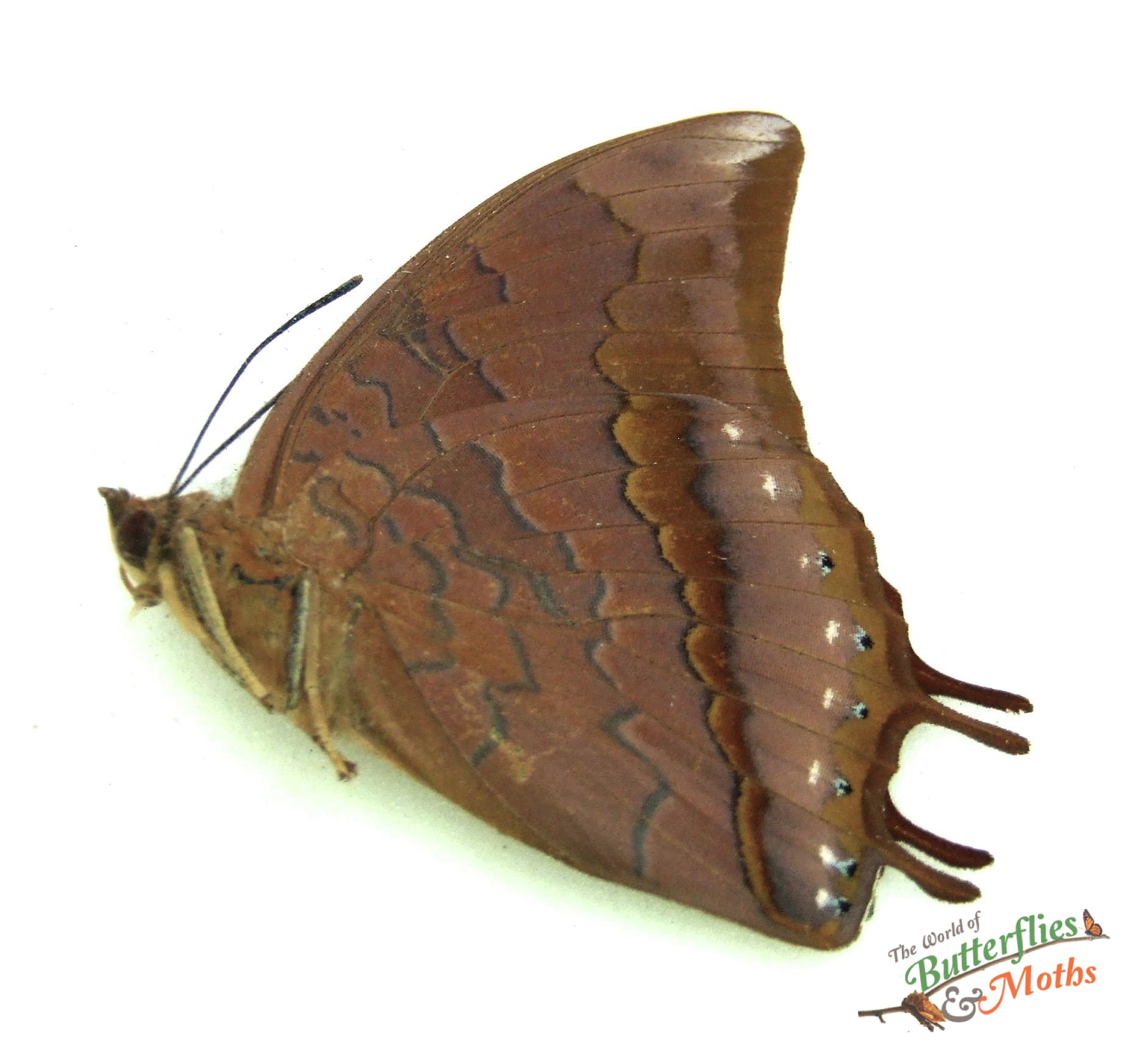 Charaxes amycus PHILIPPINES PH - World of Butterflies and Moths
