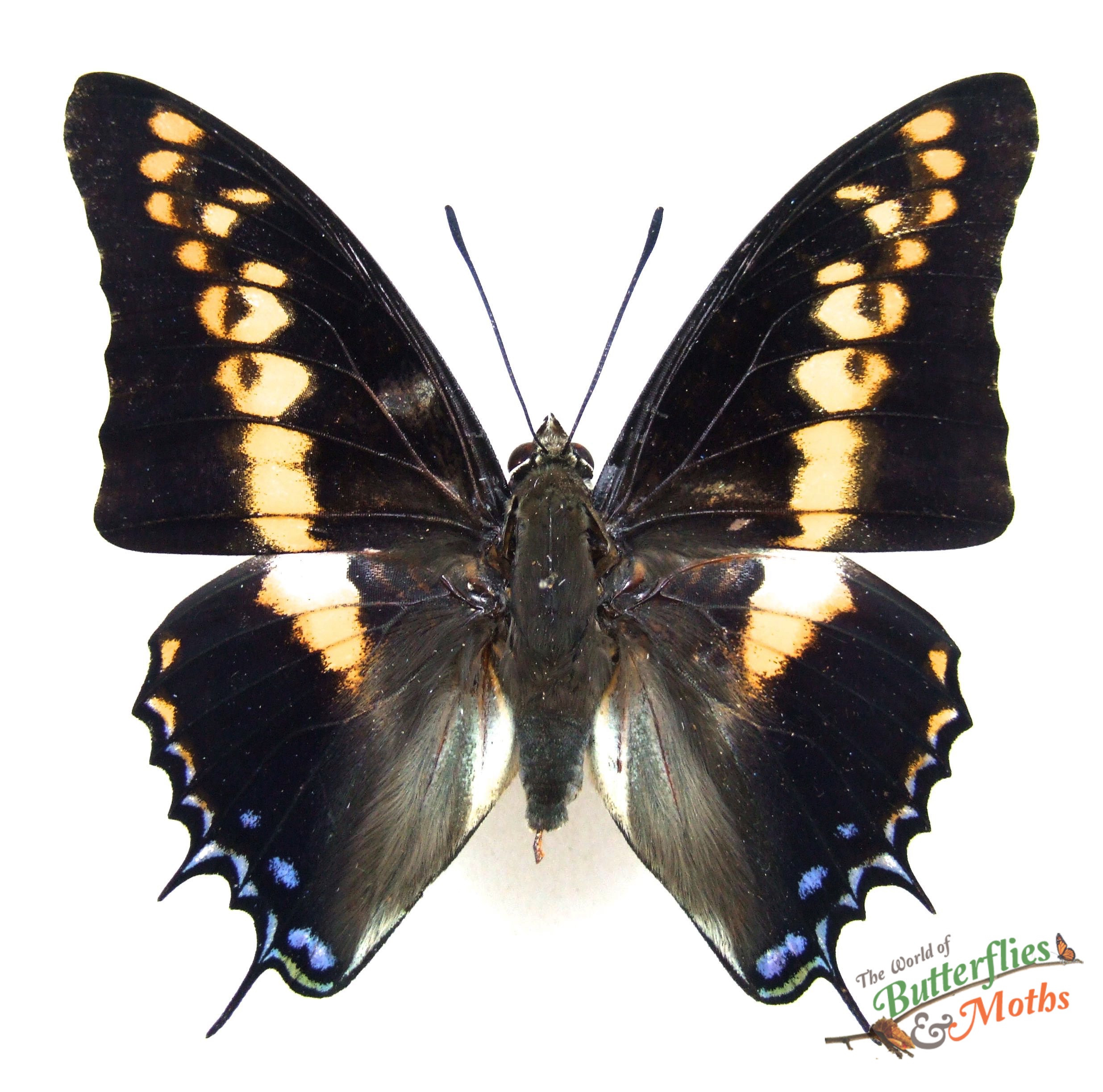Charaxes castor Emperor Charaxes - World of Butterflies and Moths
