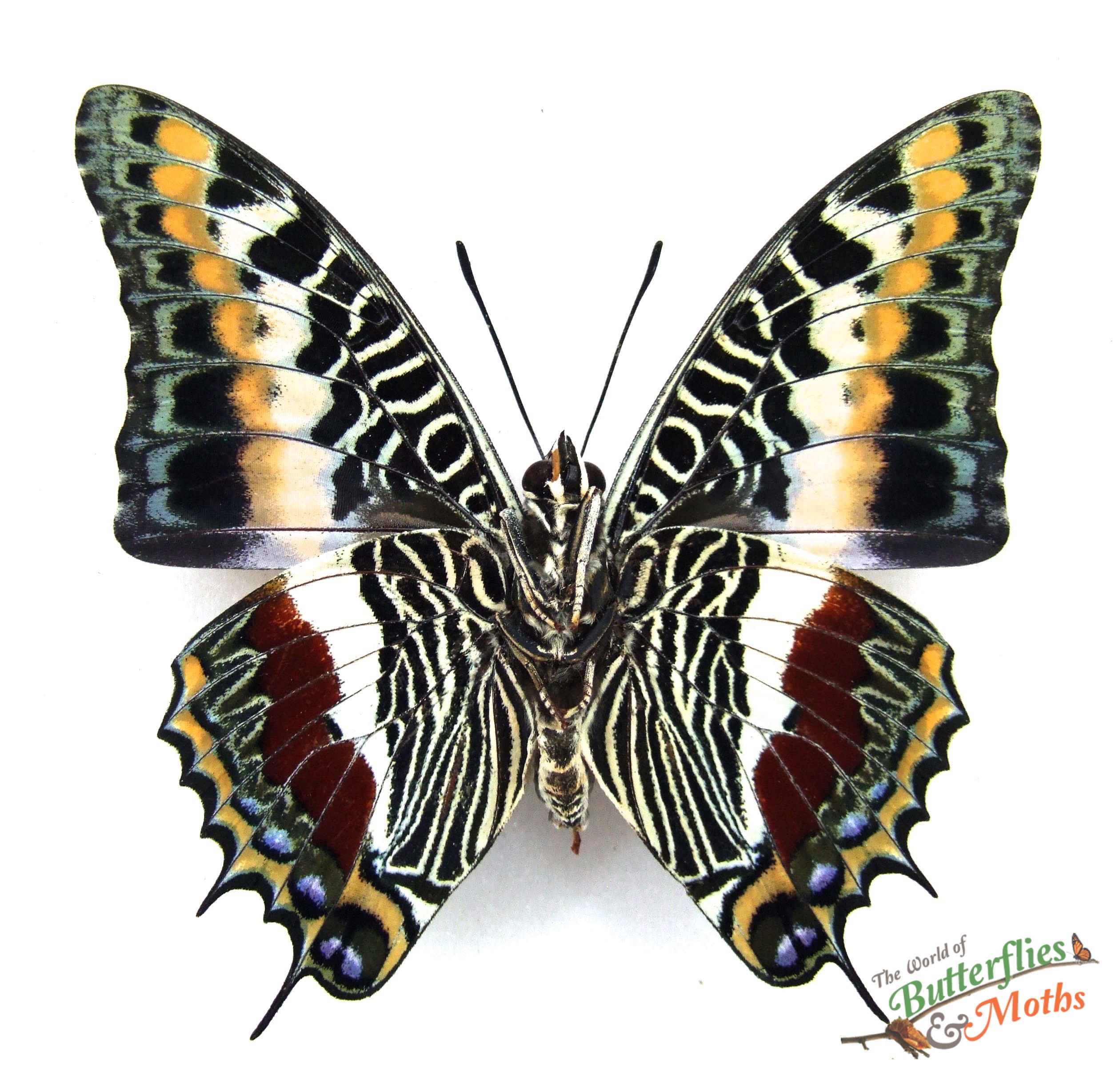 Charaxes castor Emperor Charaxes - World of Butterflies and Moths