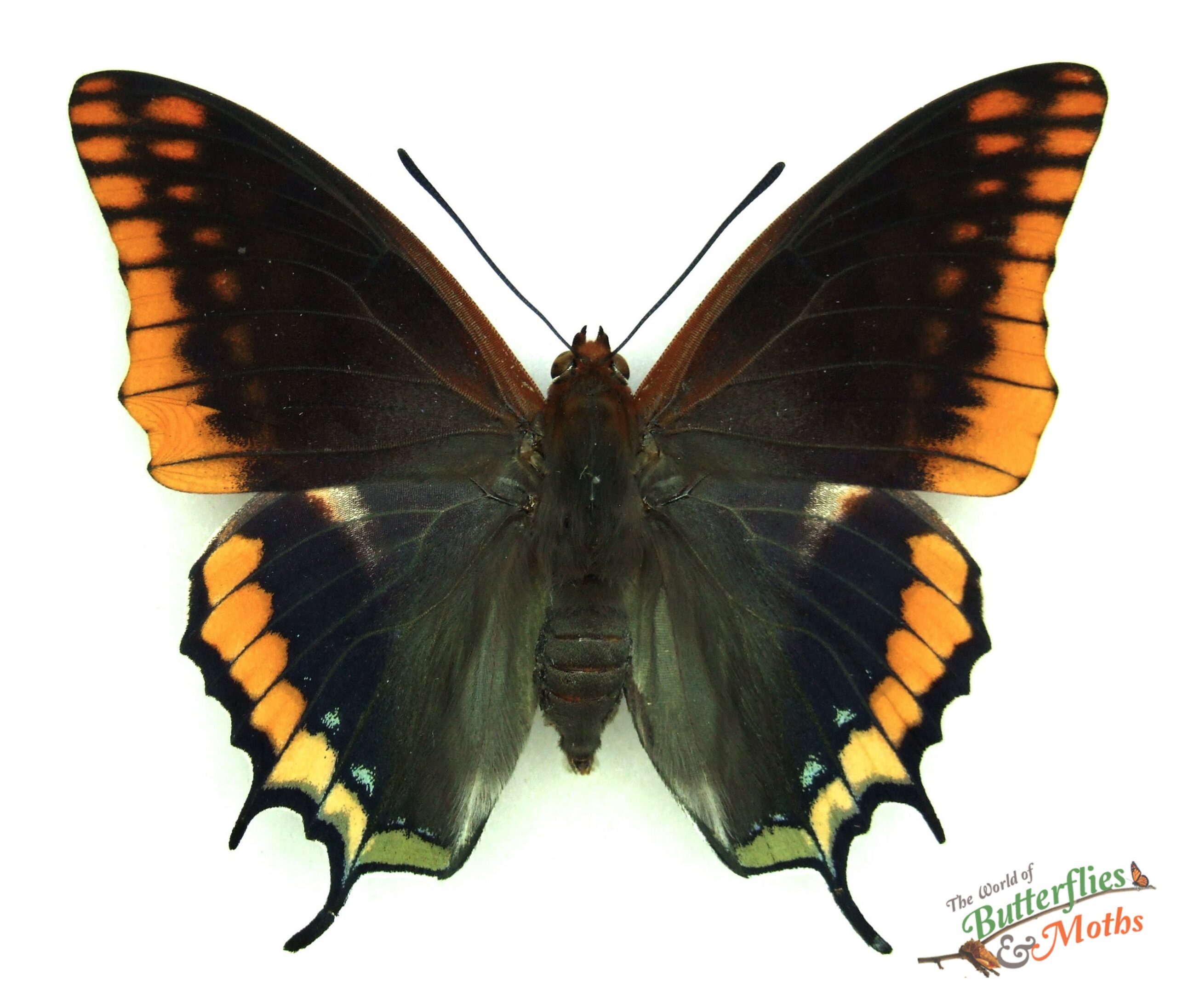 Charaxes jasius TWO-TAILED PASHA Menorca - World of Butterflies and Moths