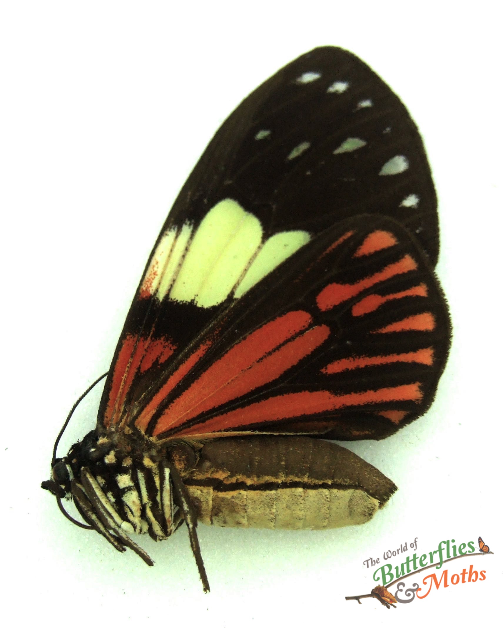 Chetone phyleis PERU A1- World of Butterflies and Moths