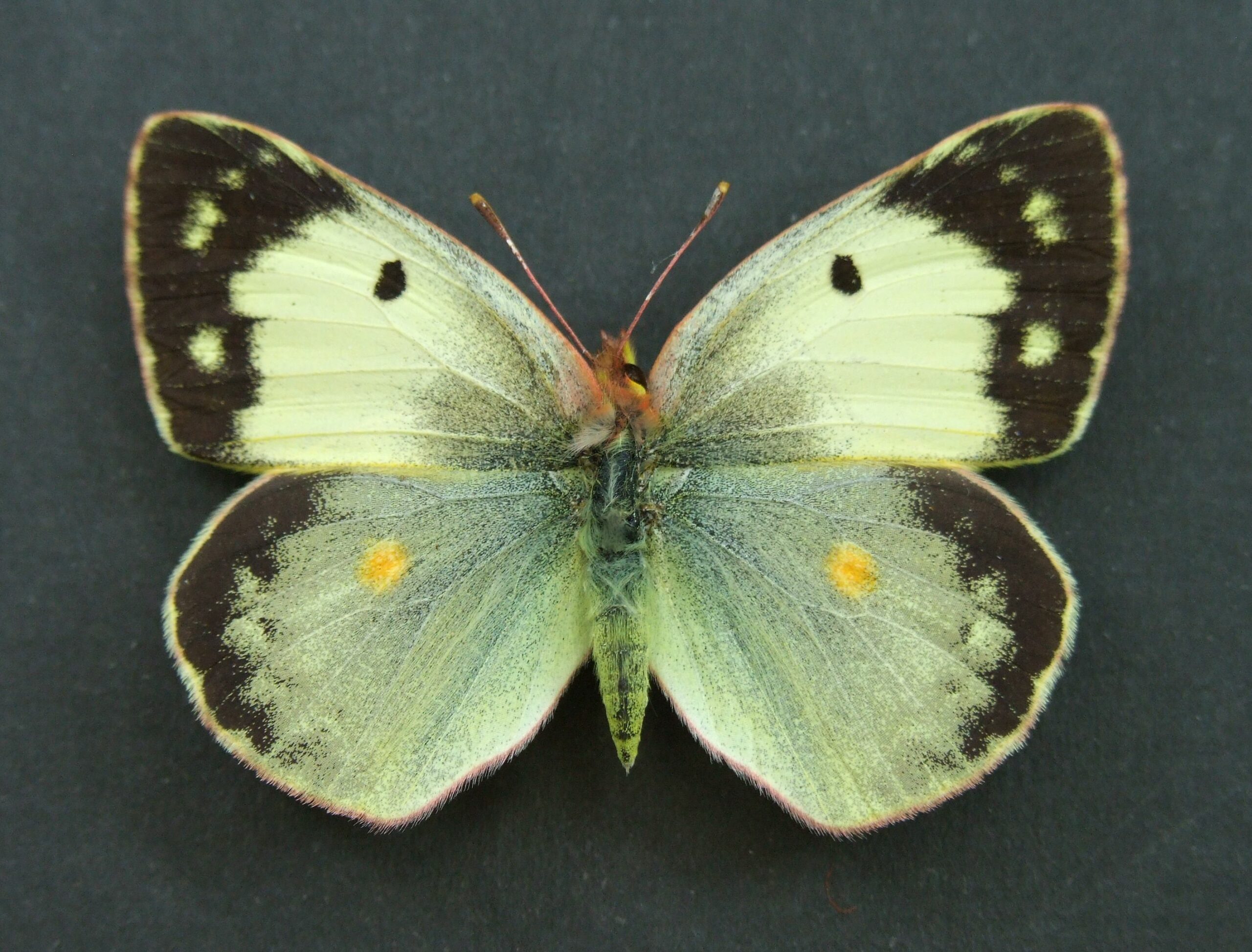 Colias croceus CLOUDED YELLOW butterfly - World of Butterflies and Moths