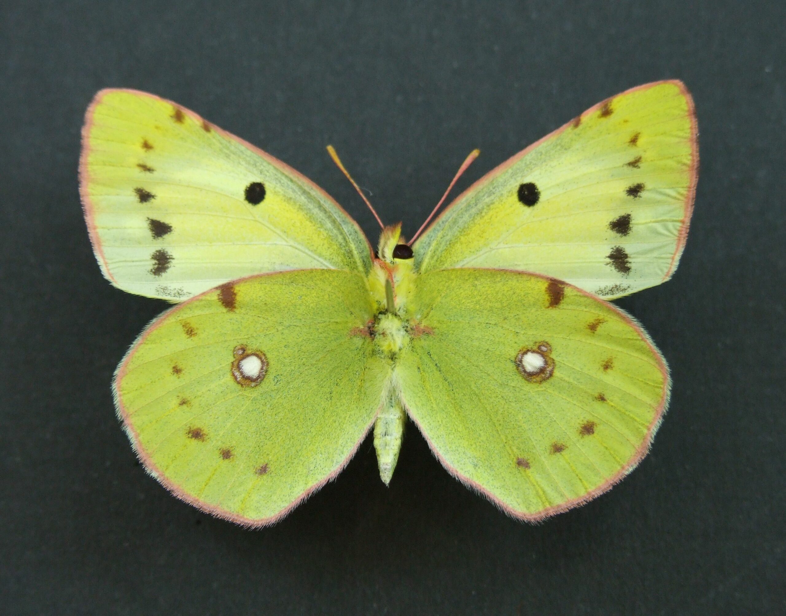 Colias croceus CLOUDED YELLOW butterfly - World of Butterflies and Moths