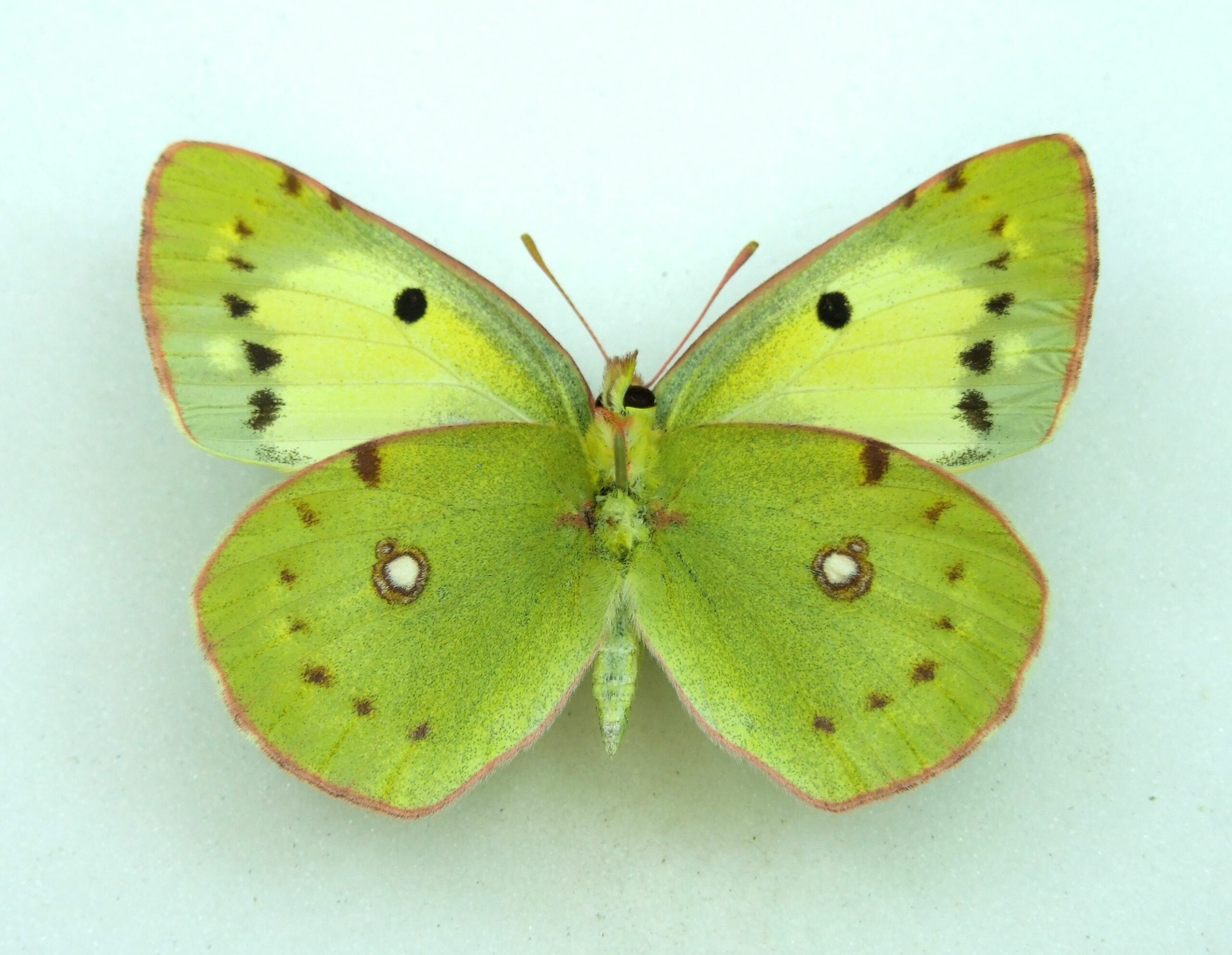 Colias croceus CLOUDED YELLOW butterfly - World of Butterflies and Moths