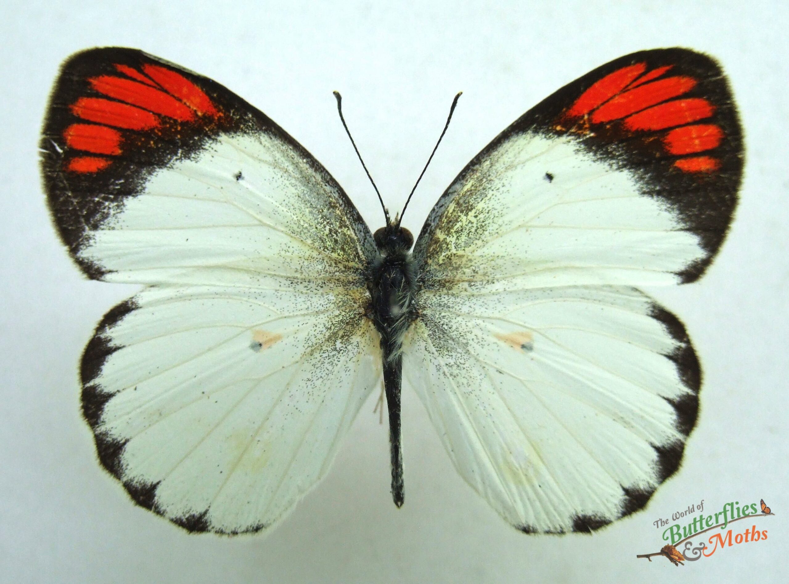 Colotis (evippe) euippe C.A.R (Male A1-) - World of Butterflies and Moths