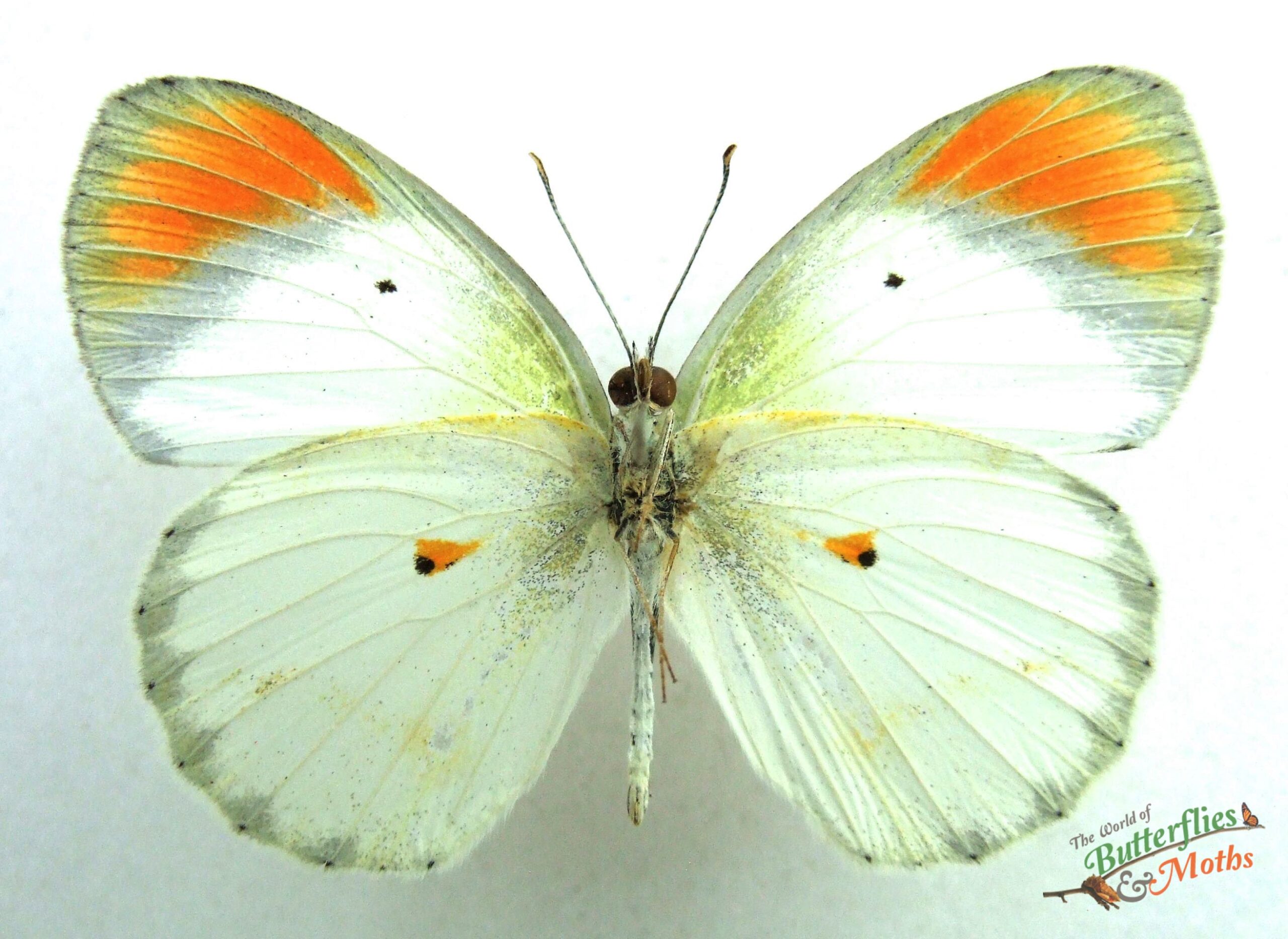 Colotis (evippe) euippe C.A.R (Male A1-) - World of Butterflies and Moths