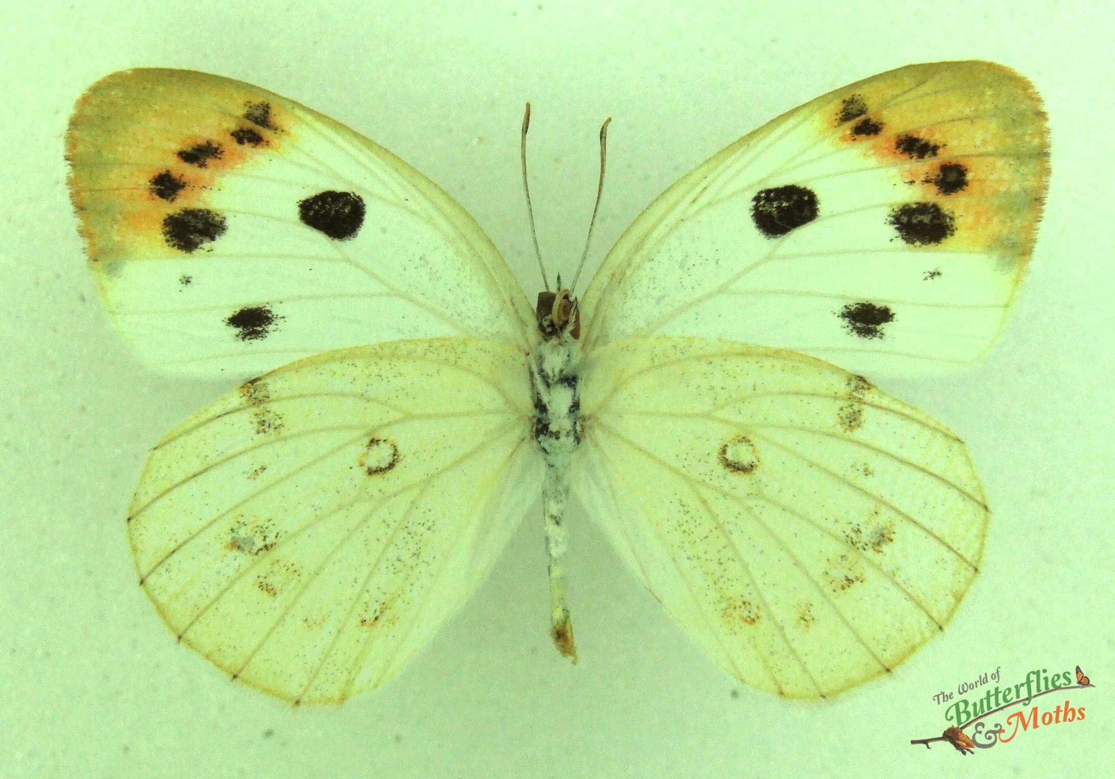 Colotis guenei MADAGASCAR - World of Butterflies and Moths