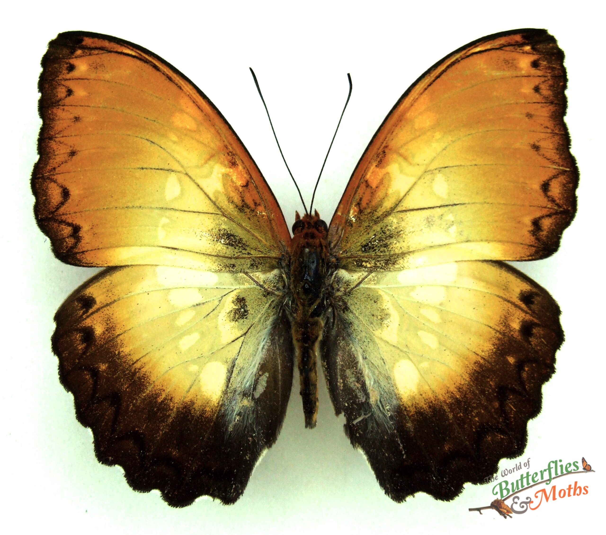Cymothoe beckeri Becker's creamy yellow glider CAMEROON - World of ...