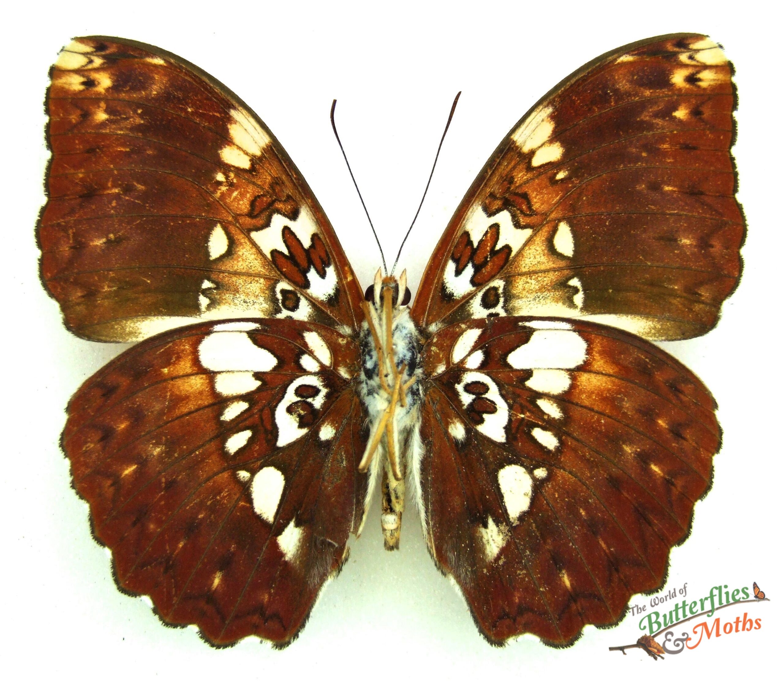 Cymothoe beckeri Becker's creamy yellow glider CAMEROON - World of ...