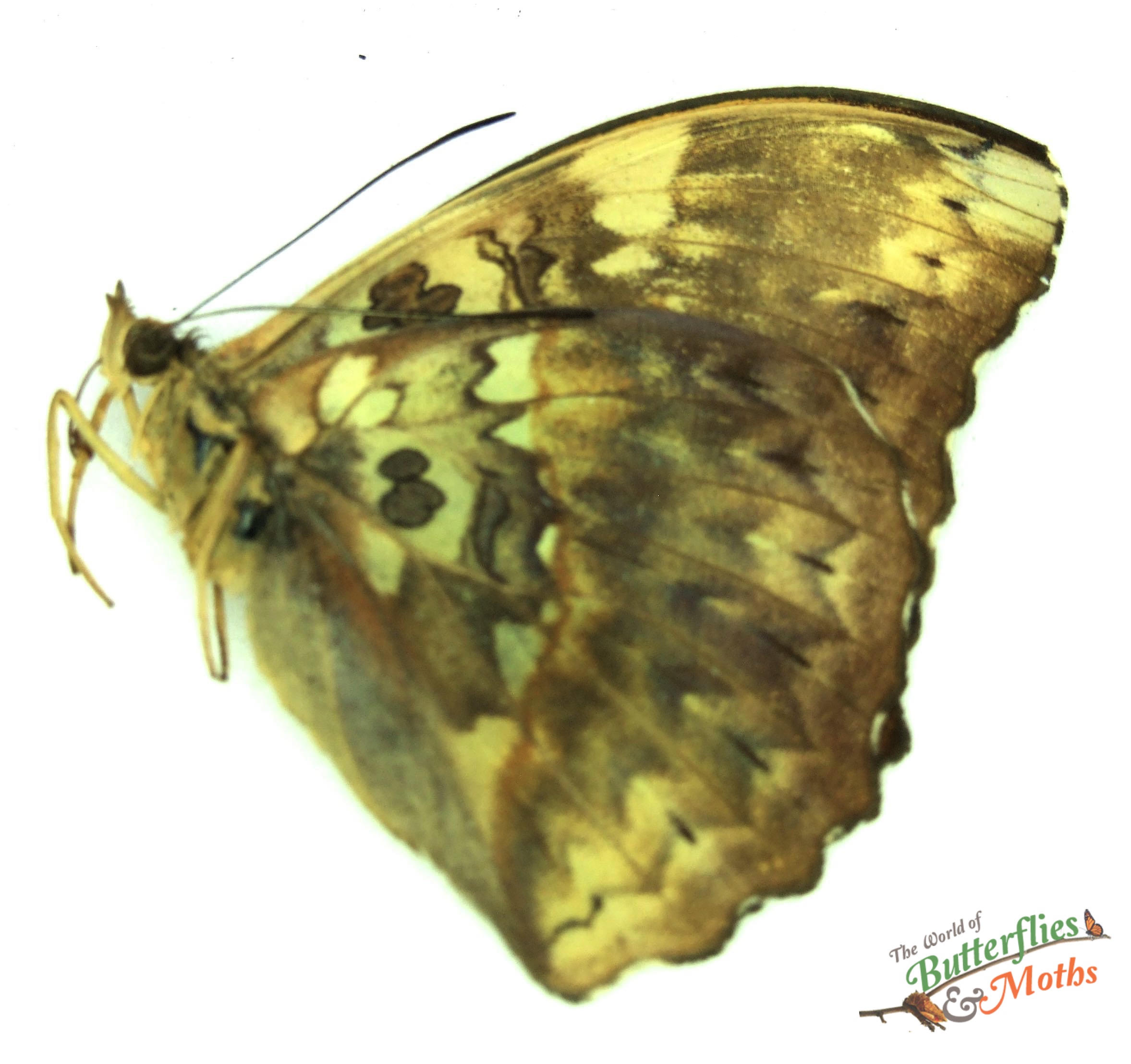 Cymothoe haynae diphyia C.A.R - World of Butterflies and Moths