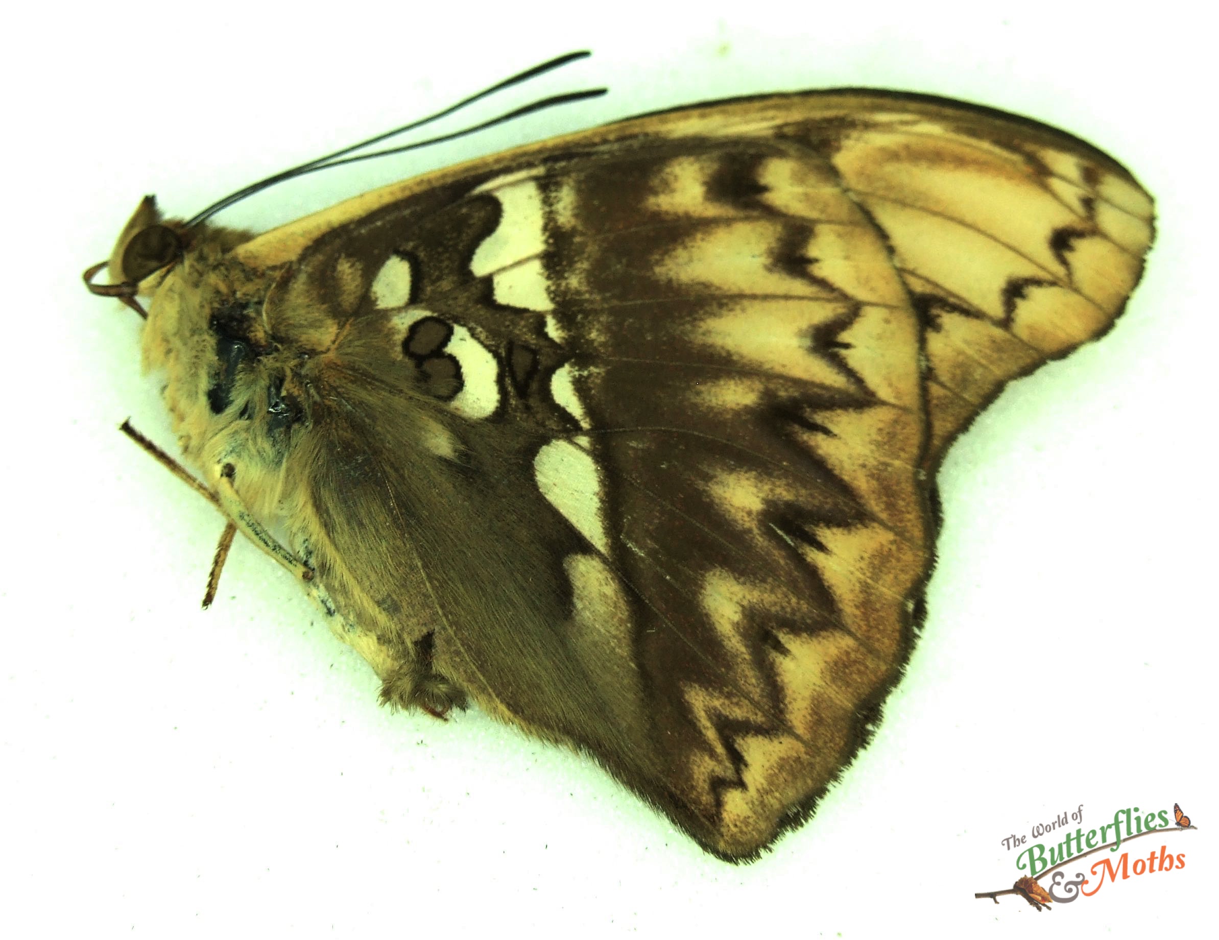Cymothoe herminia Glider C.A.R - World of Butterflies and Moths