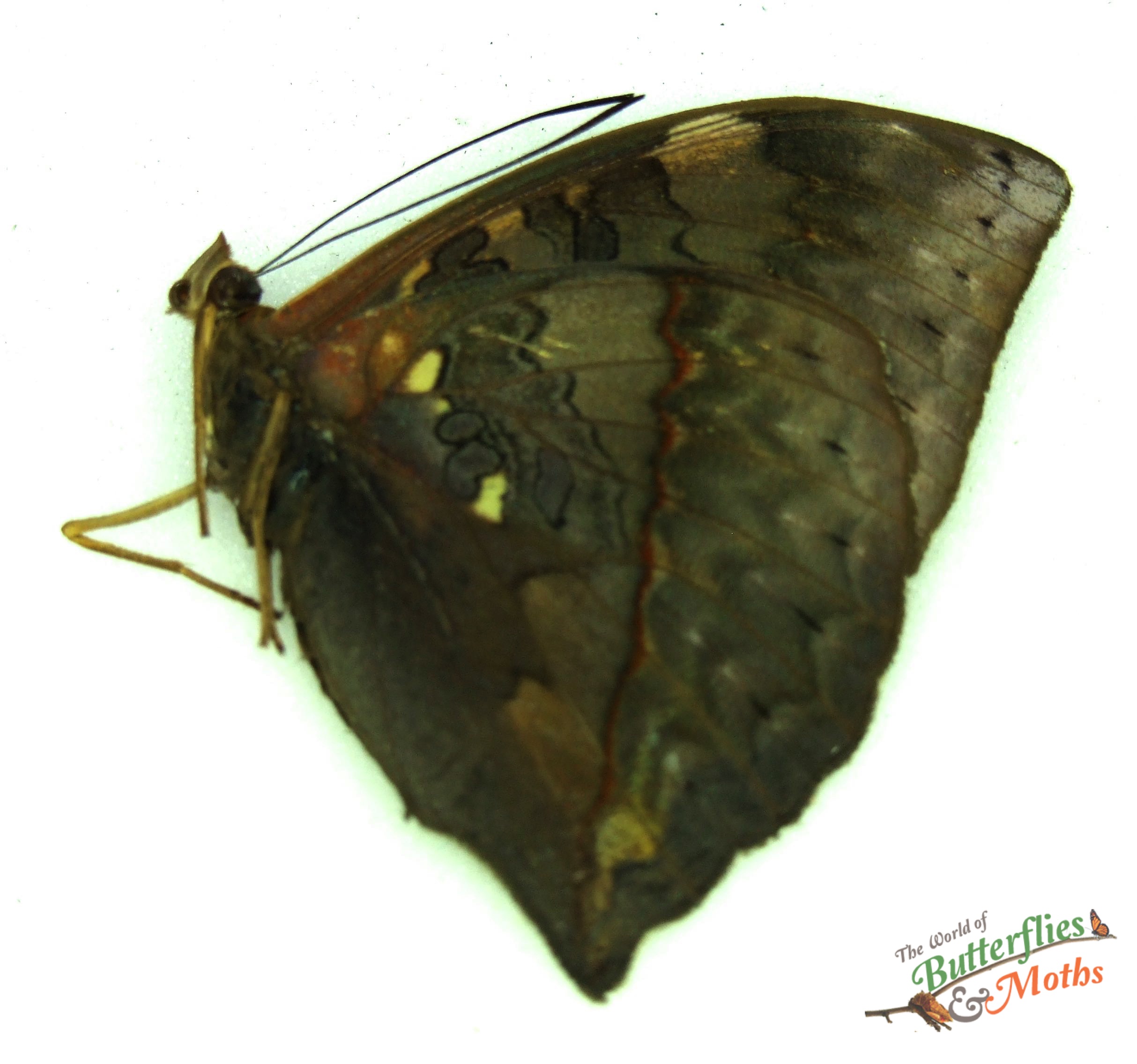 Cymothoe hypatha Large Lurid Glider - World of Butterflies and Moths