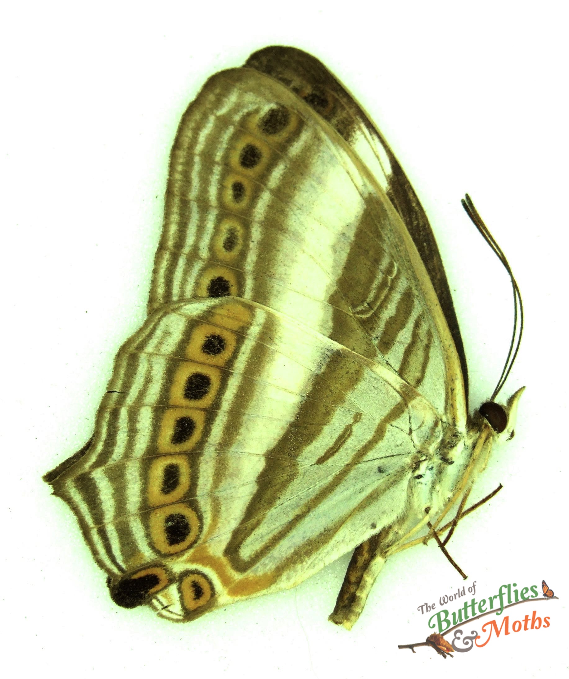Cyrestis acilia ceramensis AMBON - World of Butterflies and Moths