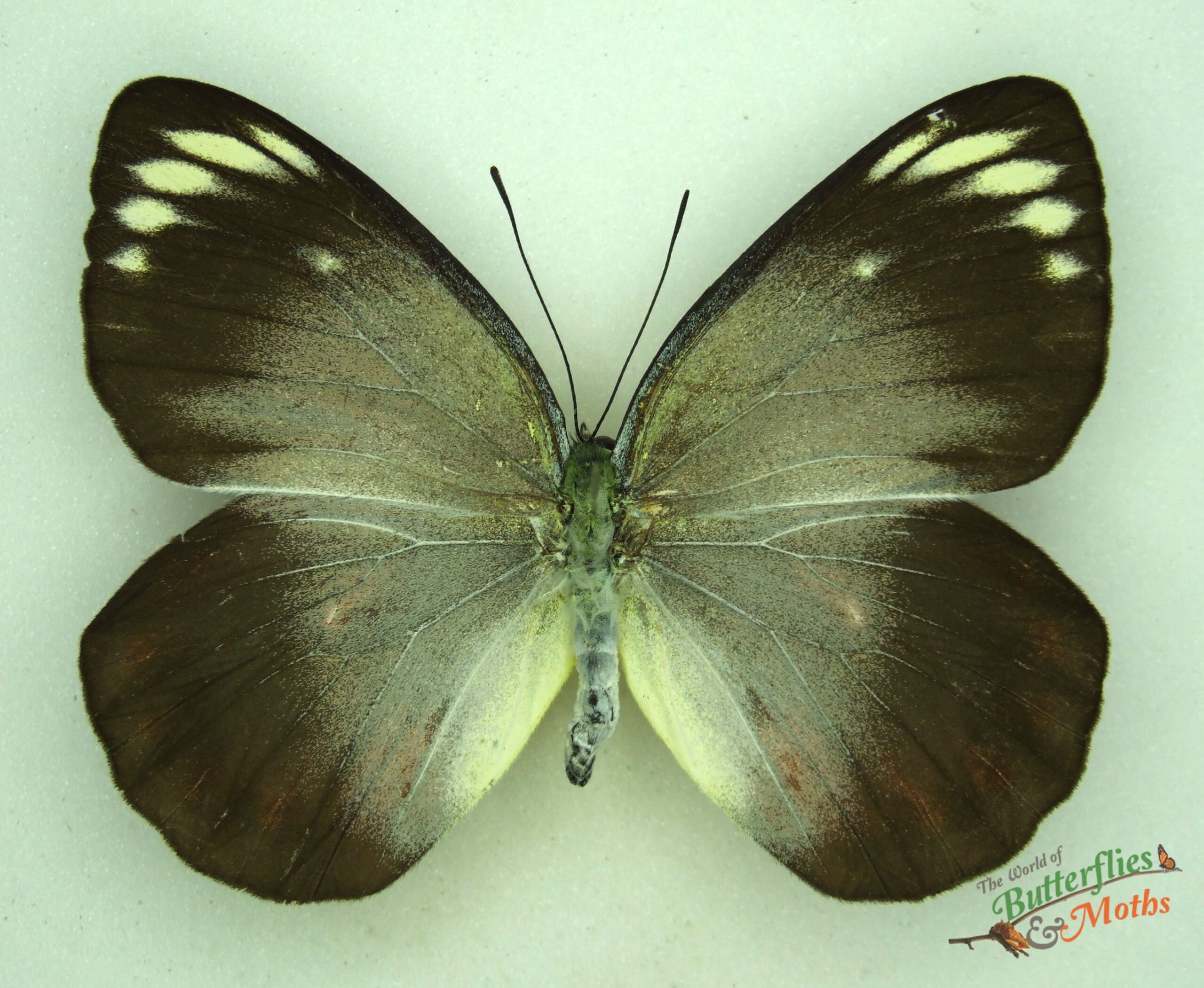 Delias caeneus INDONESIA Ambon - World of Butterflies and Moths