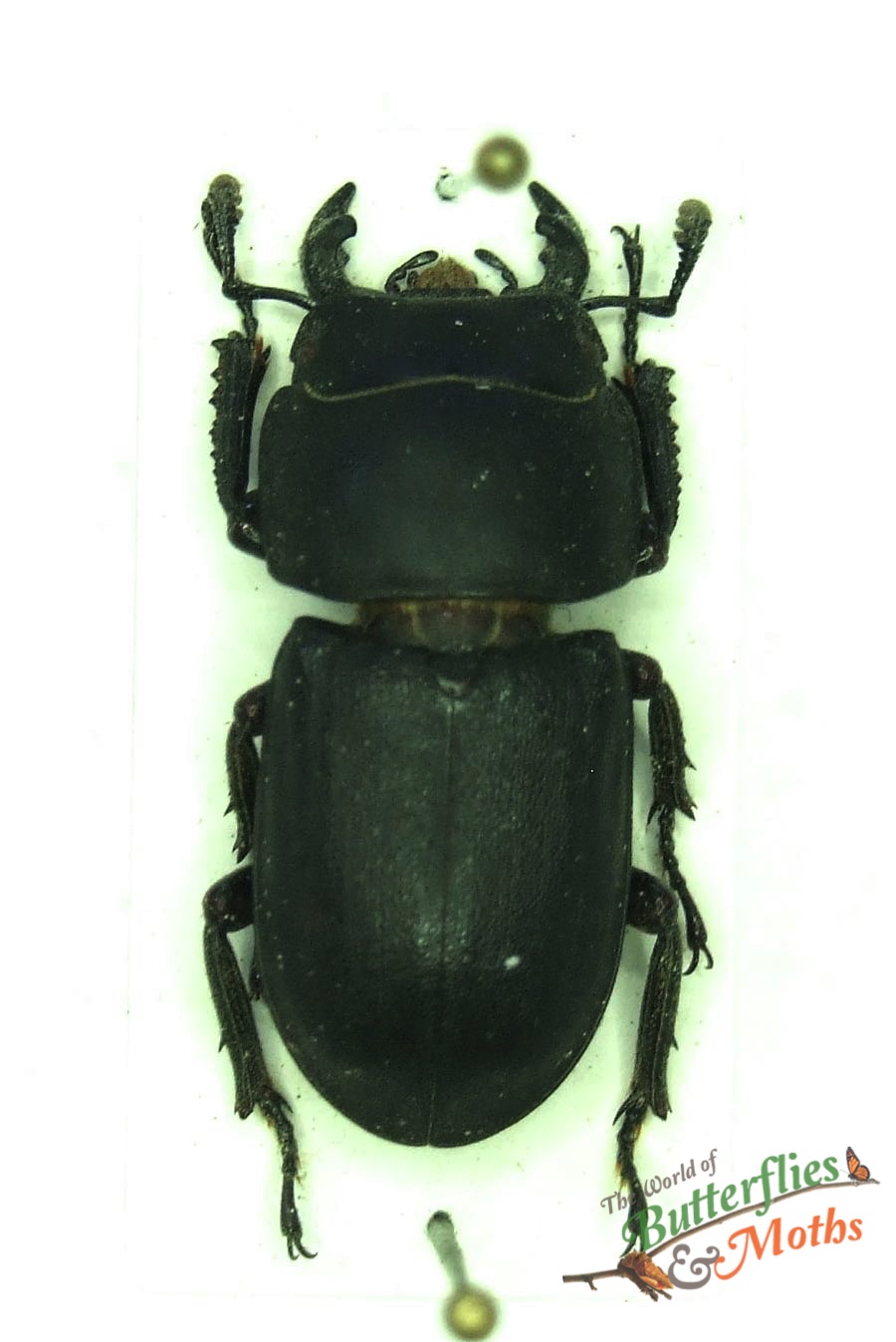 Dorcus parallelipipedus LESSER STAG BEETLE - World of Butterflies and Moths