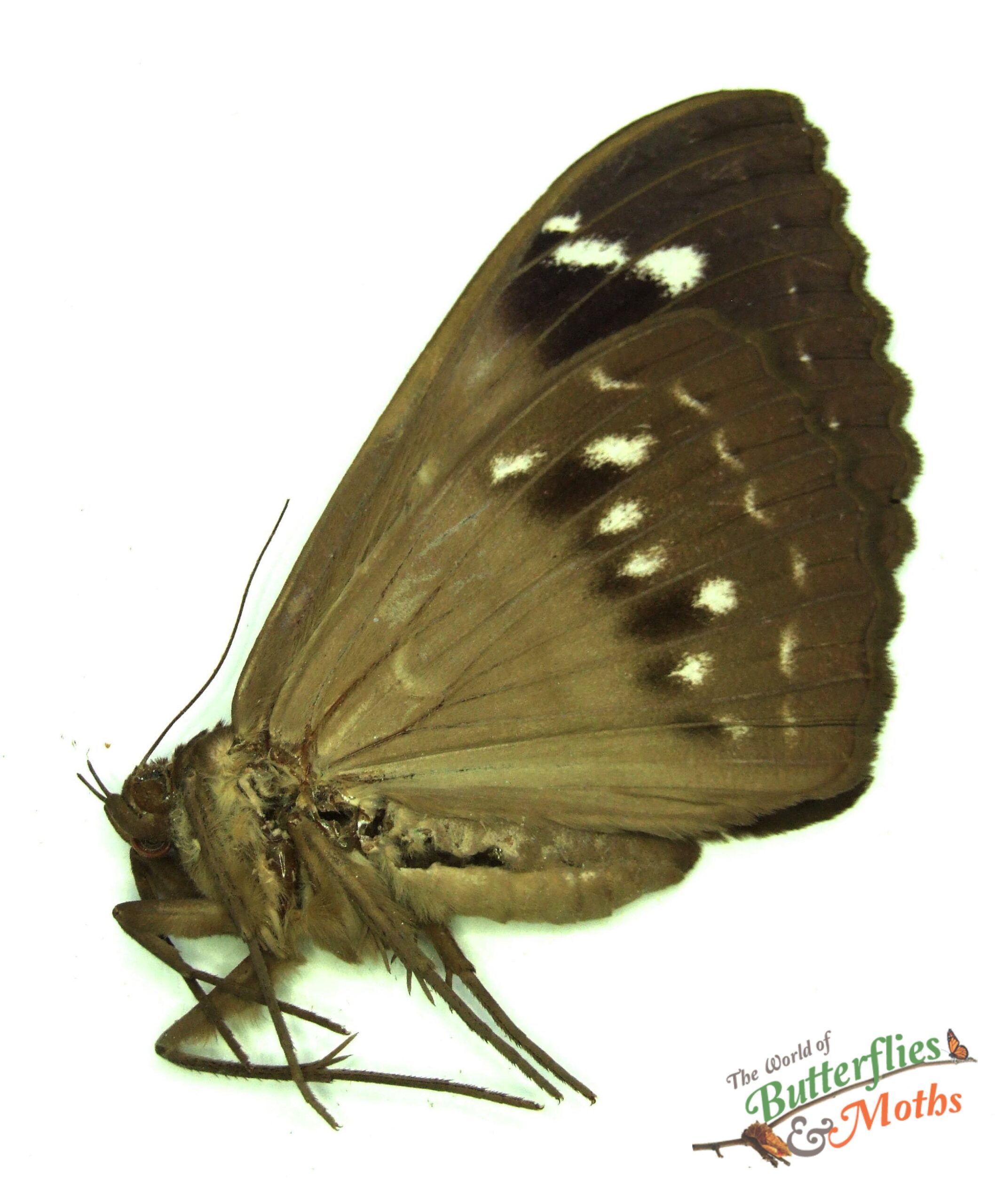 Erebus macrops Owl Moth AMBON (A2) - World of Butterflies and Moths