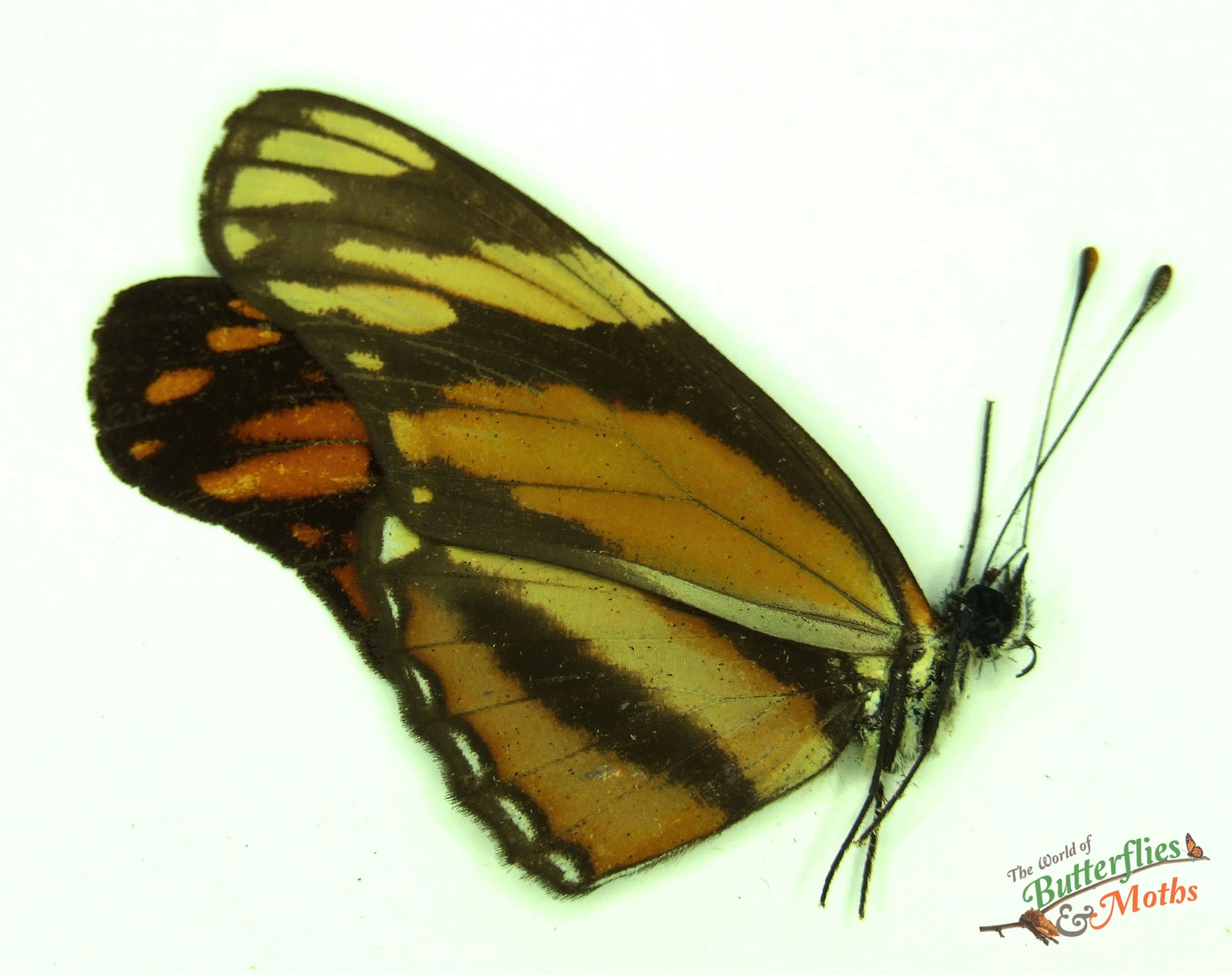 Eresia phillyra Square-tipped crescent MEXICO - World of Butterflies ...