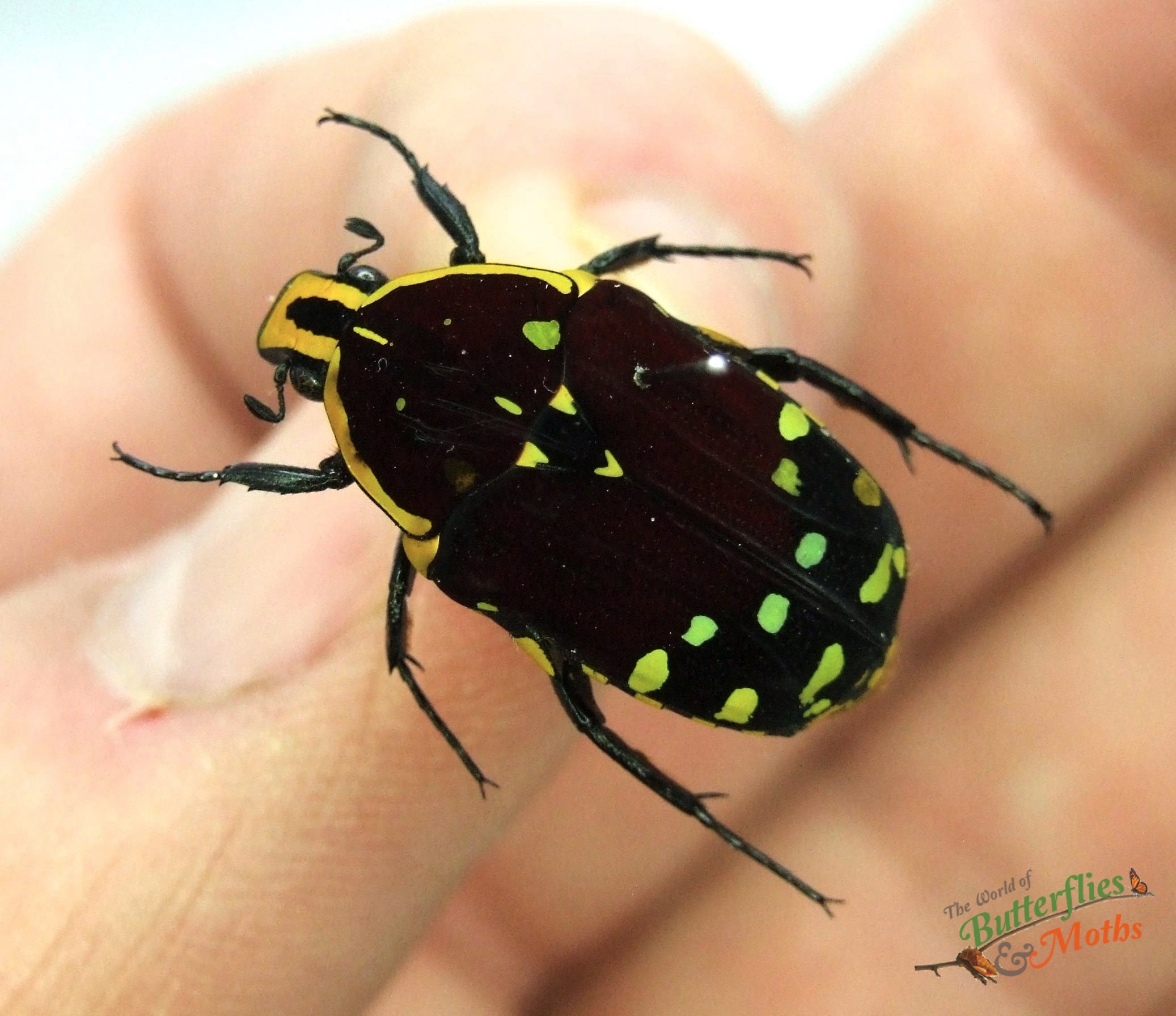 Euchroea histrionica MADAGASCAR - World of Butterflies and Moths