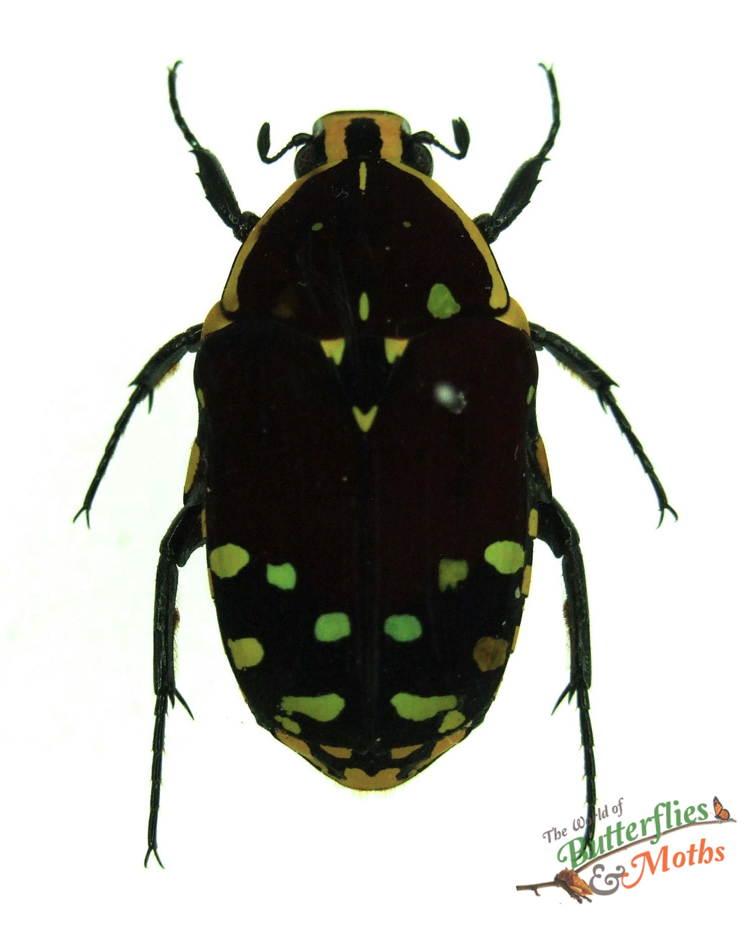 Euchroea histrionica MADAGASCAR - World of Butterflies and Moths