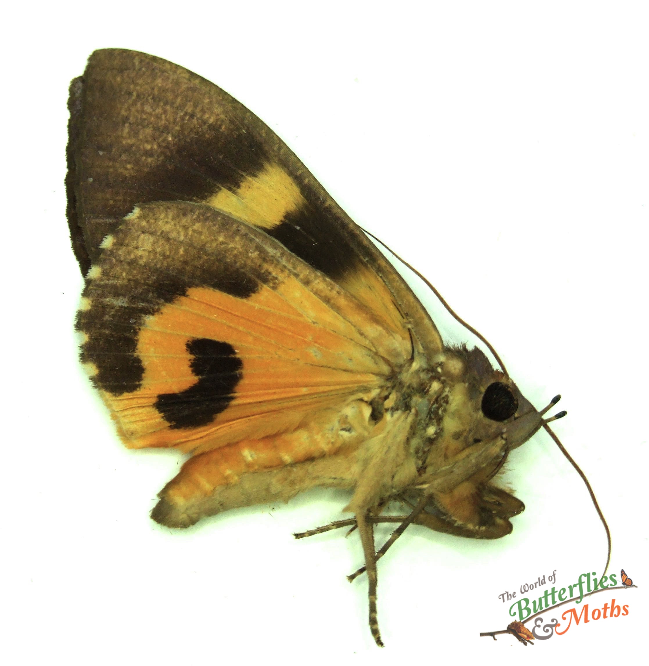 Eudocima phalonia Fruit Piercing moth - World of Butterflies and Moths