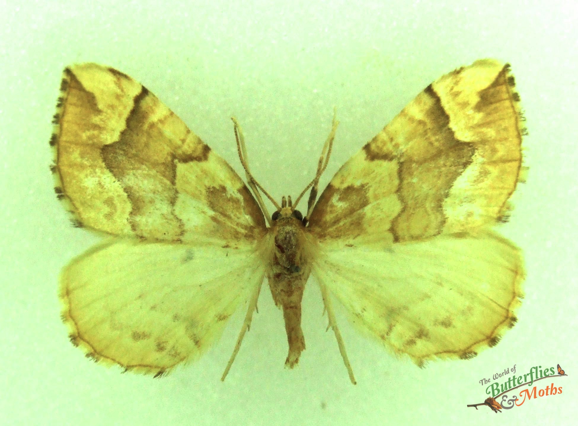 Eulithis mellinata THE SPINACH - World of Butterflies and Moths