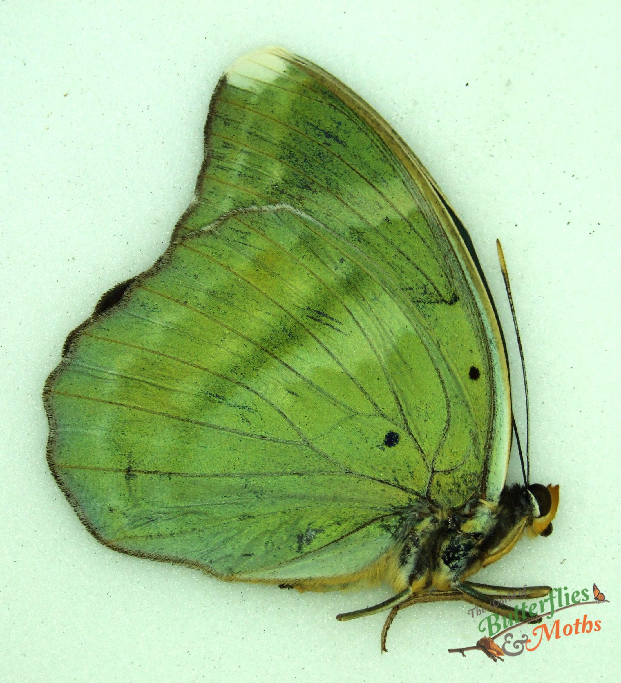 Euphaedra harpalyce spatiosa Banded Forester AFRICA - World of ...