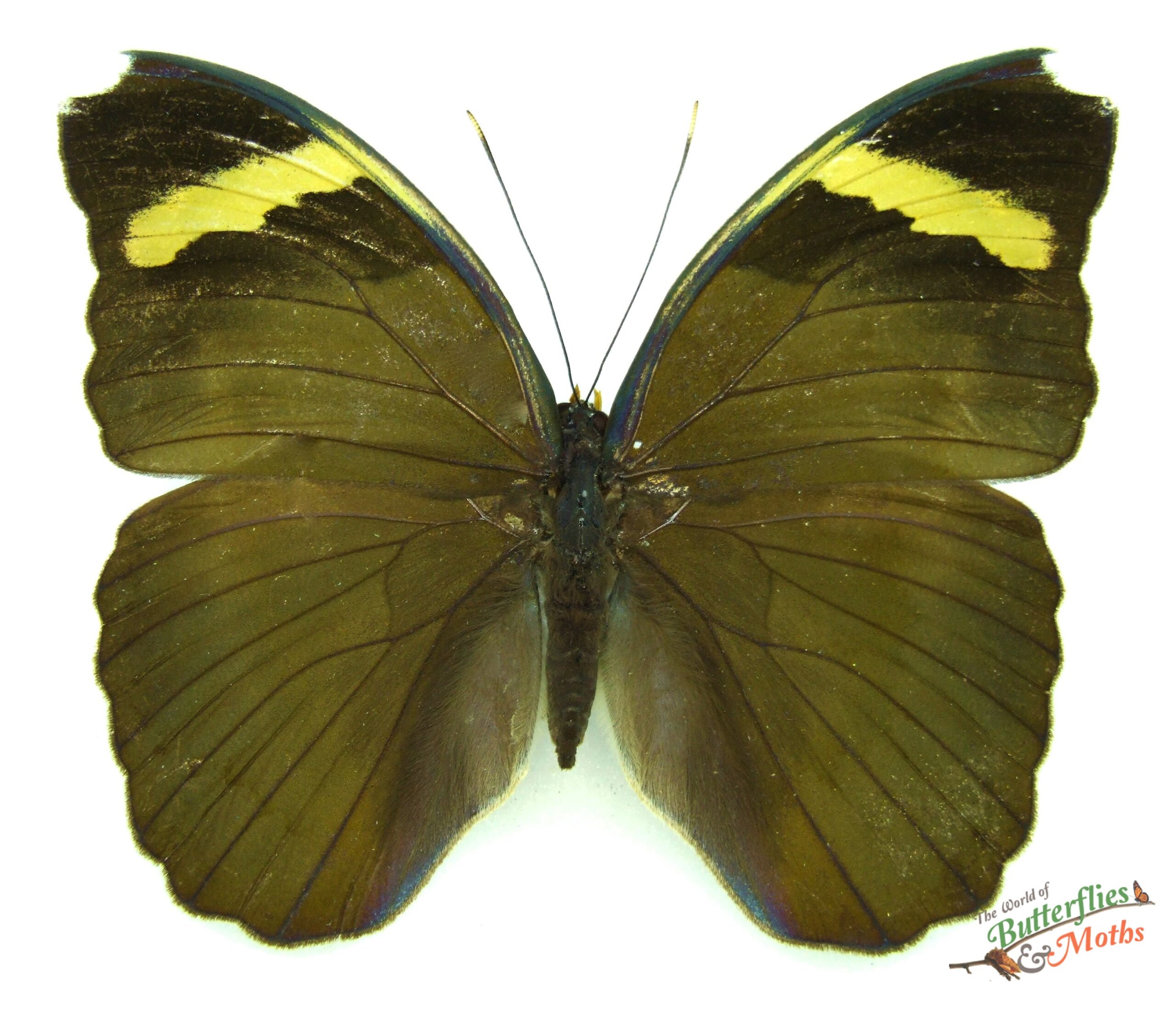 Euphaedra harpalyce spatiosa Banded Forester AFRICA - World of ...