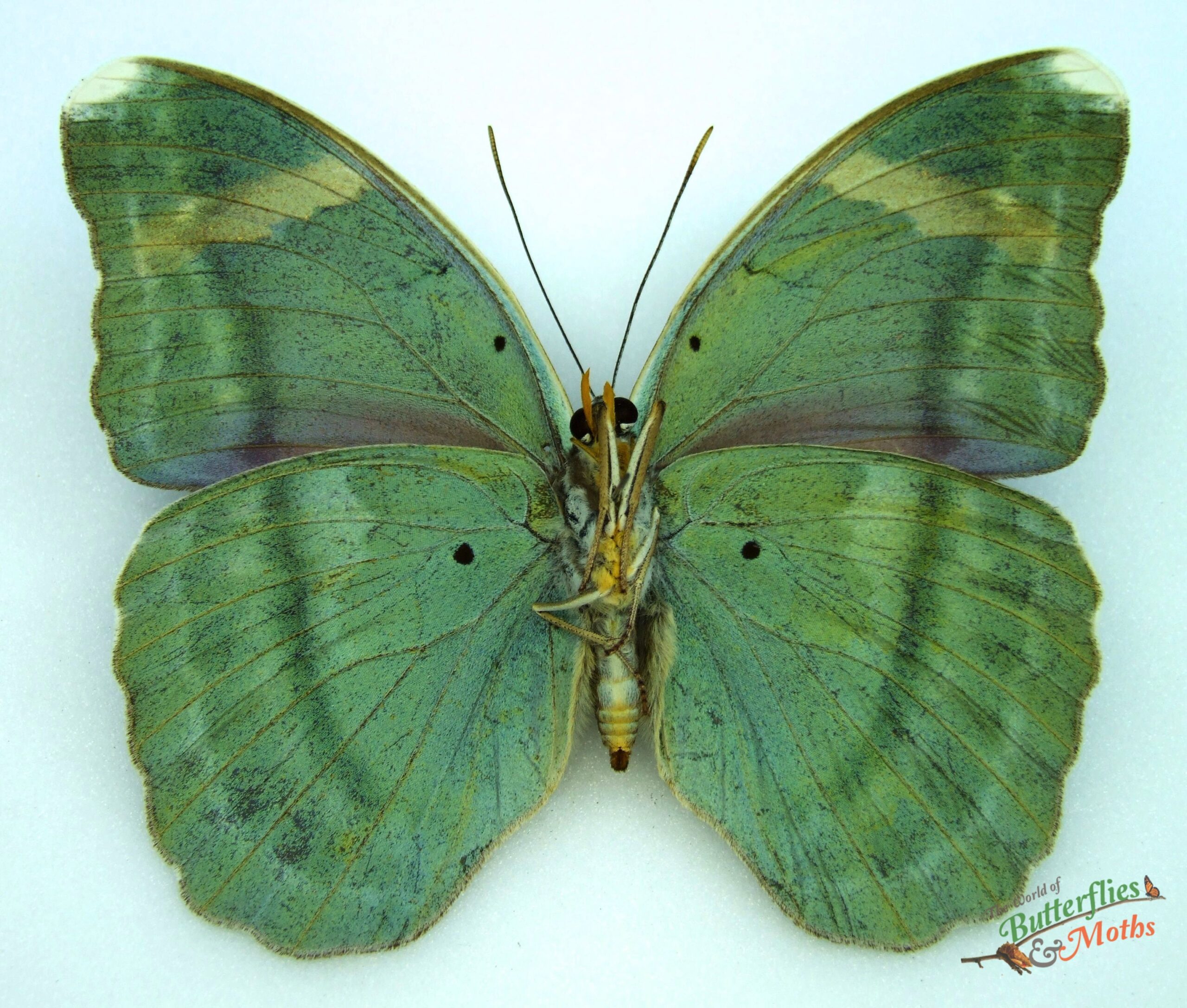 Euphaedra harpalyce spatiosa Banded Forester AFRICA - World of ...