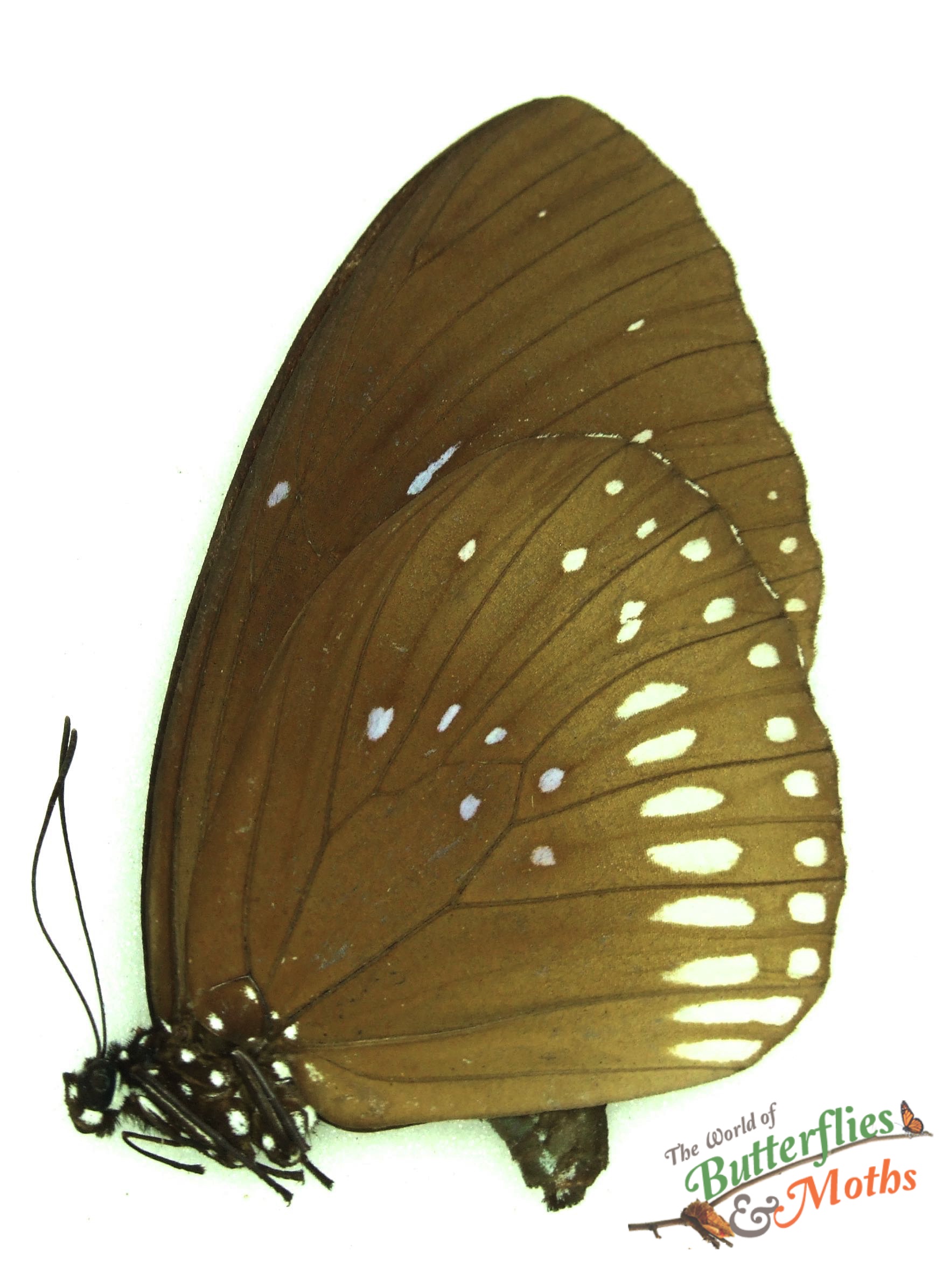 Euploea doubledayi MALAYSIA PH - World of Butterflies and Moths