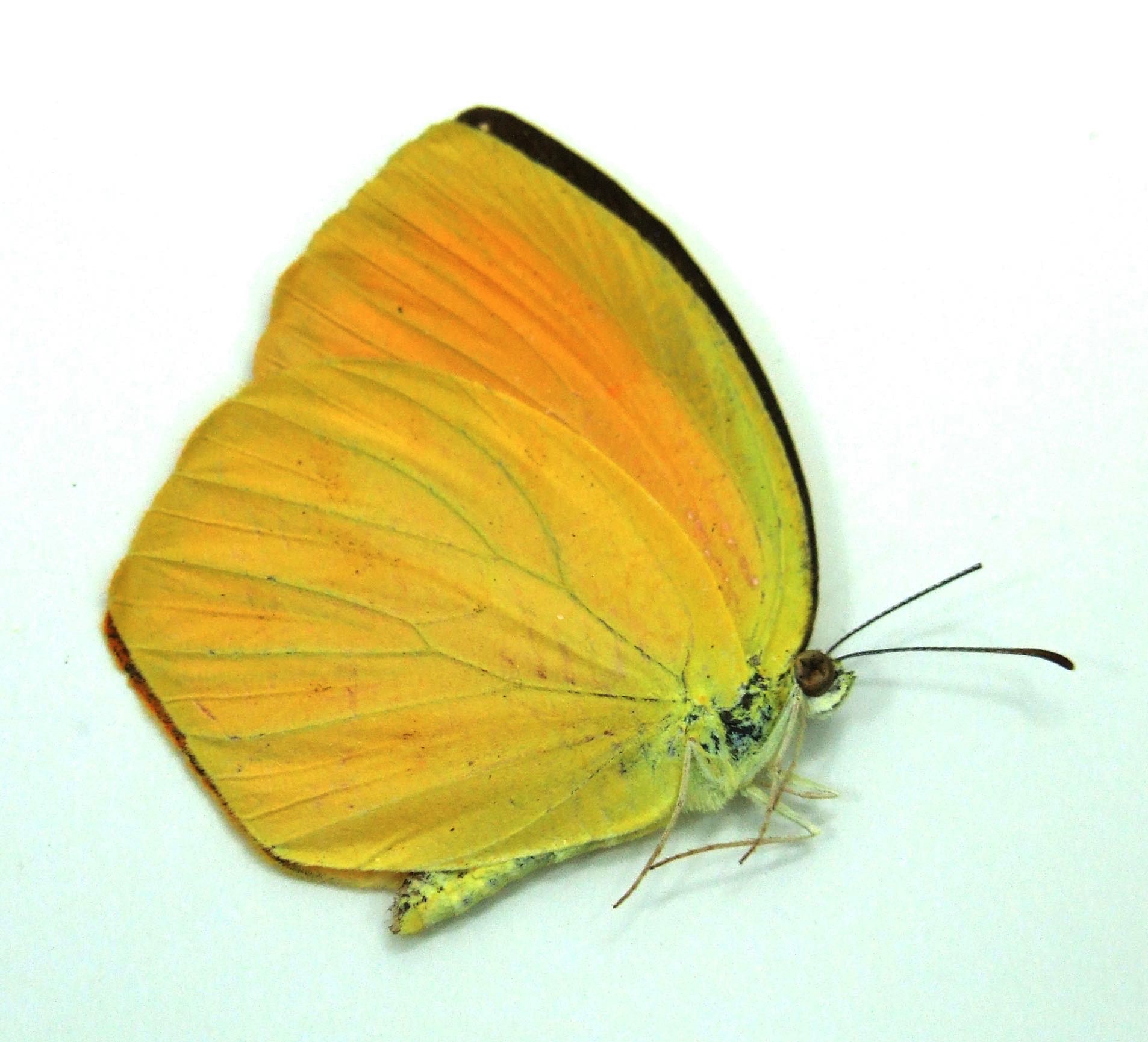 Eurema (Pyrisitia) proterpia Tailed Orange MEXICO - World of Butterflies and Moths