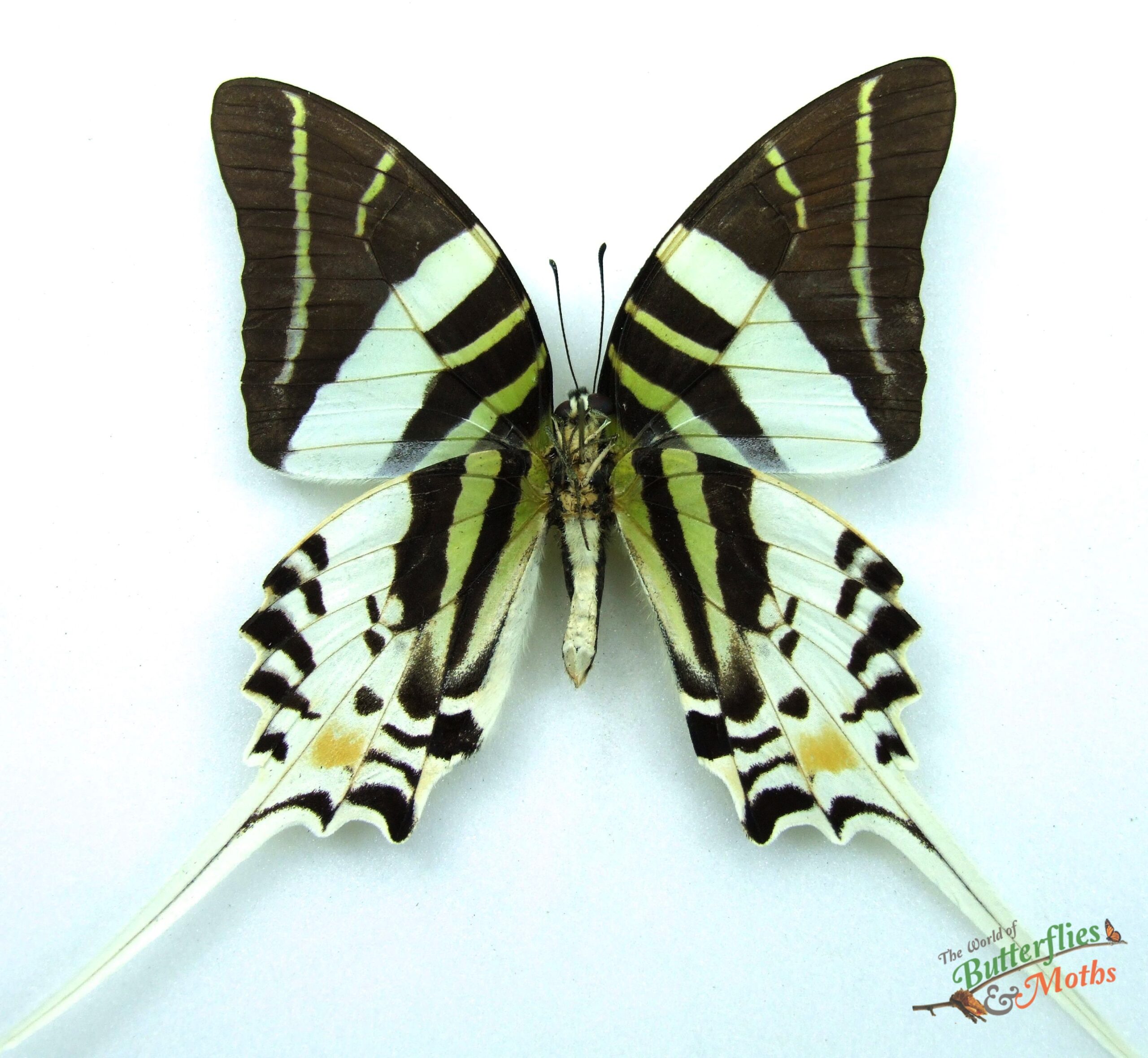 Wholesale: Graphium androcles SULAWESI - World of Butterflies and Moths