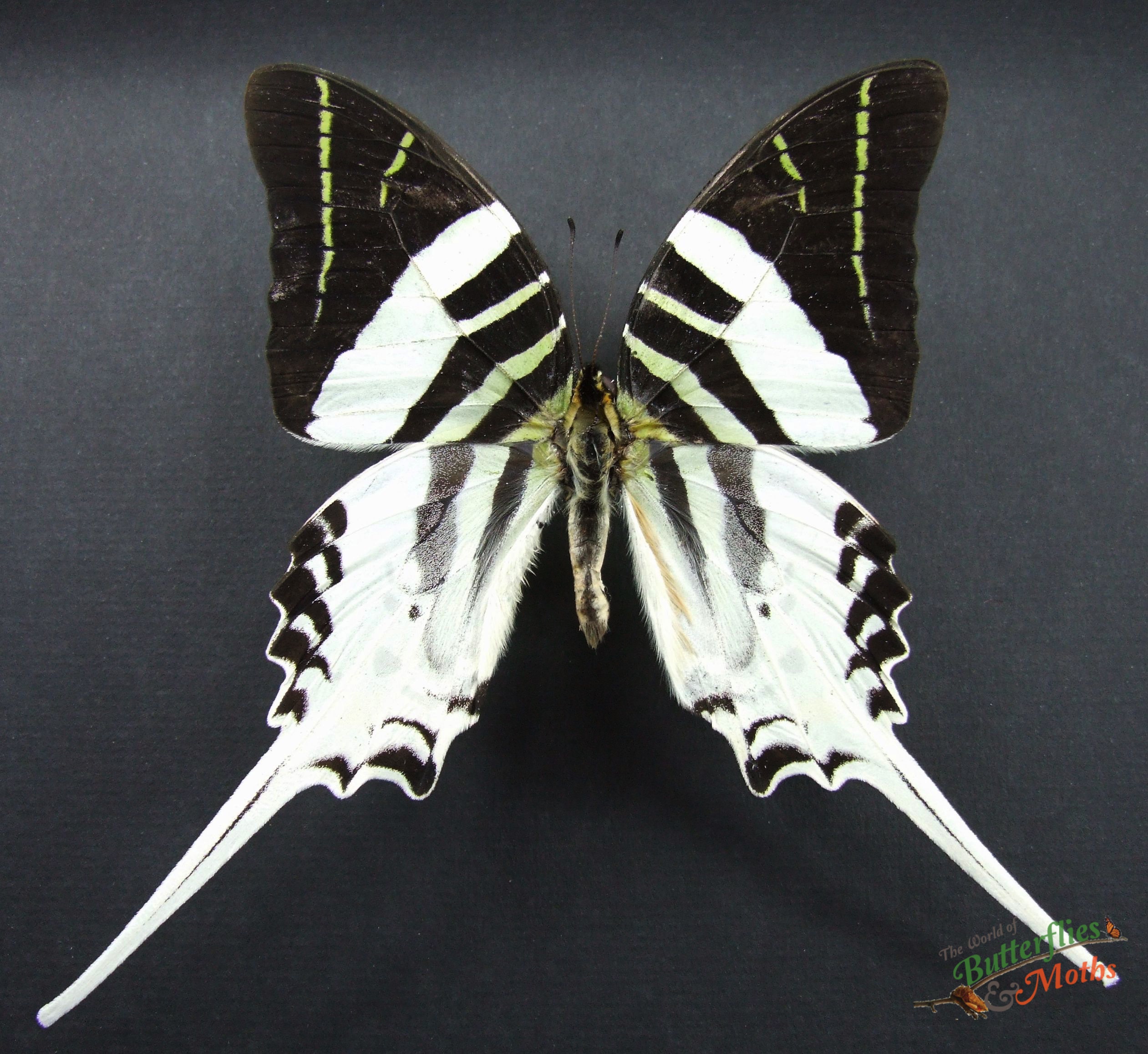 Wholesale: Graphium androcles SULAWESI - World of Butterflies and Moths